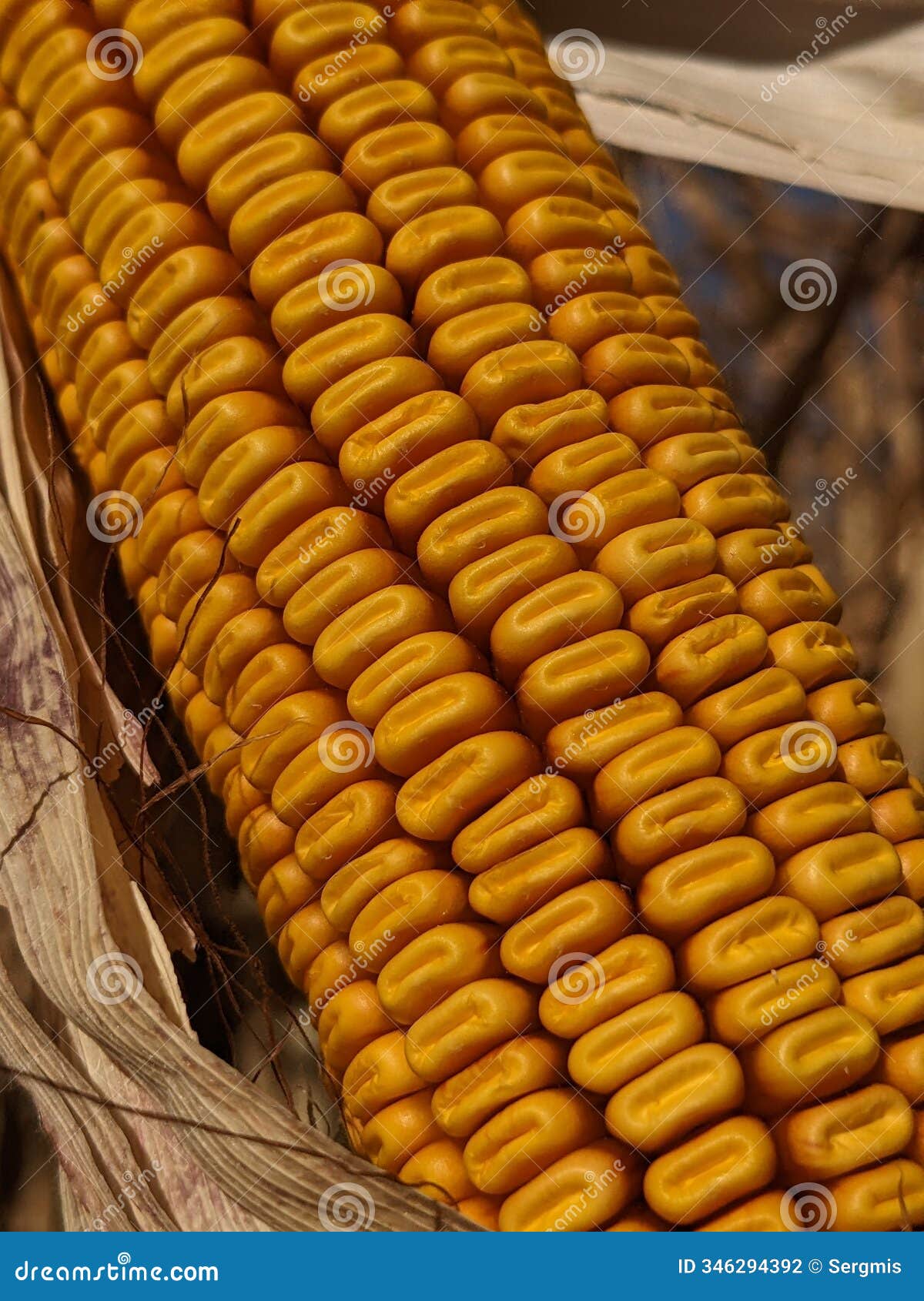 Corn grain in cobs. Autumn stock photo. Image of food - 346294392