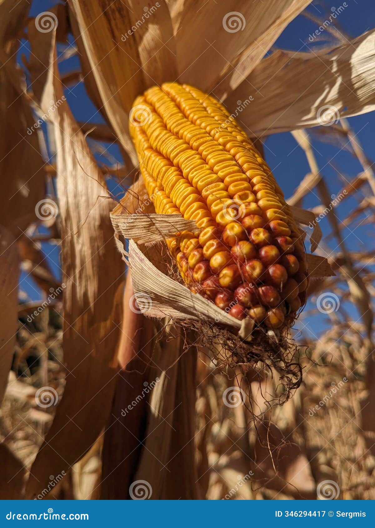 Corn grain in cobs. Autumn stock image. Image of cuisine - 346294417