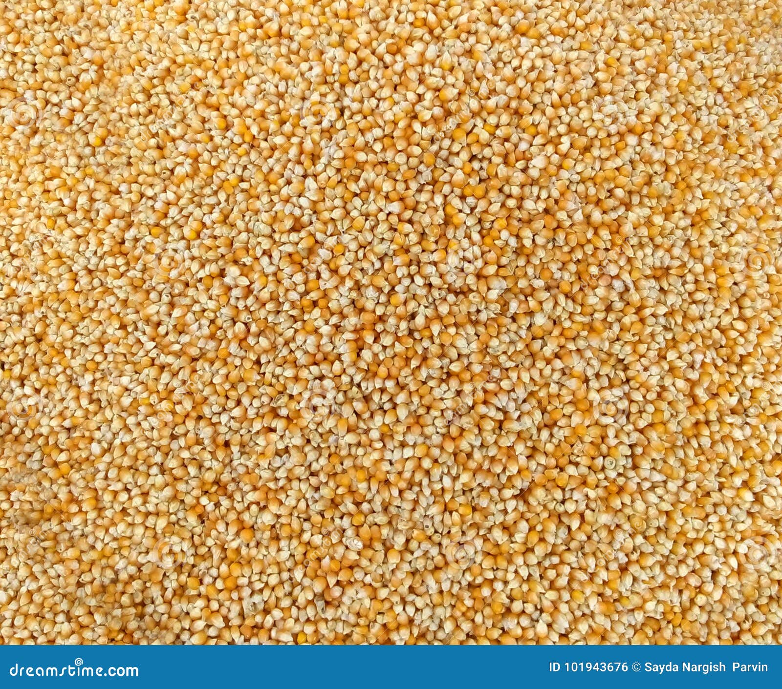 The corn grain stock photo. Image of fresh, healthy - 101943676