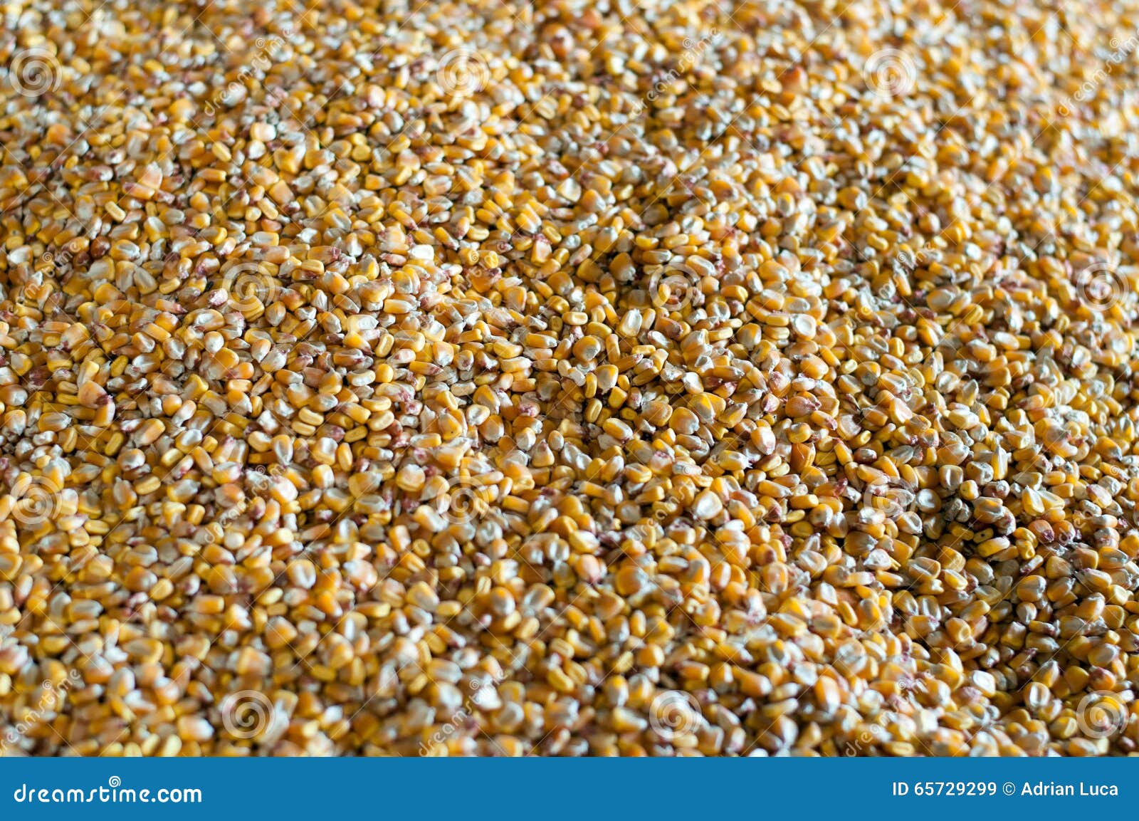 Corn grain stock image. Image of maze, yellow, vegetable - 65729299