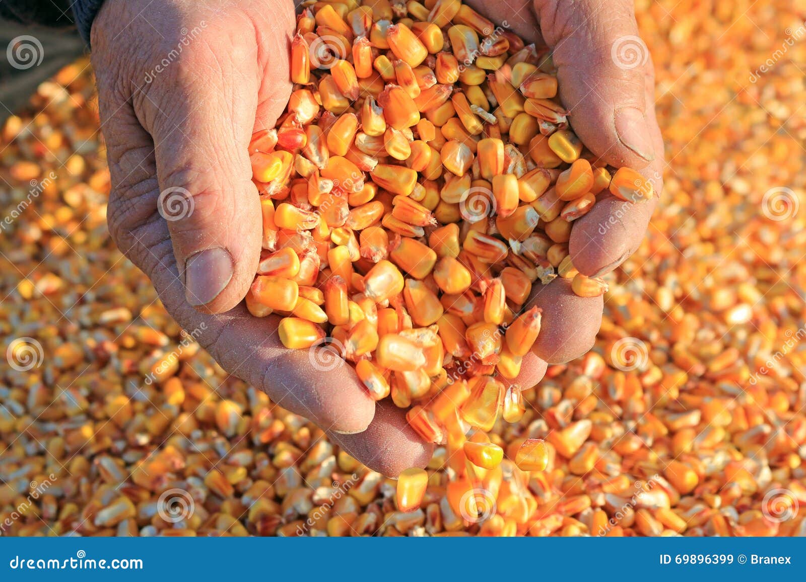 Corn grain in a hand stock image. Image of grain, drop - 69896399
