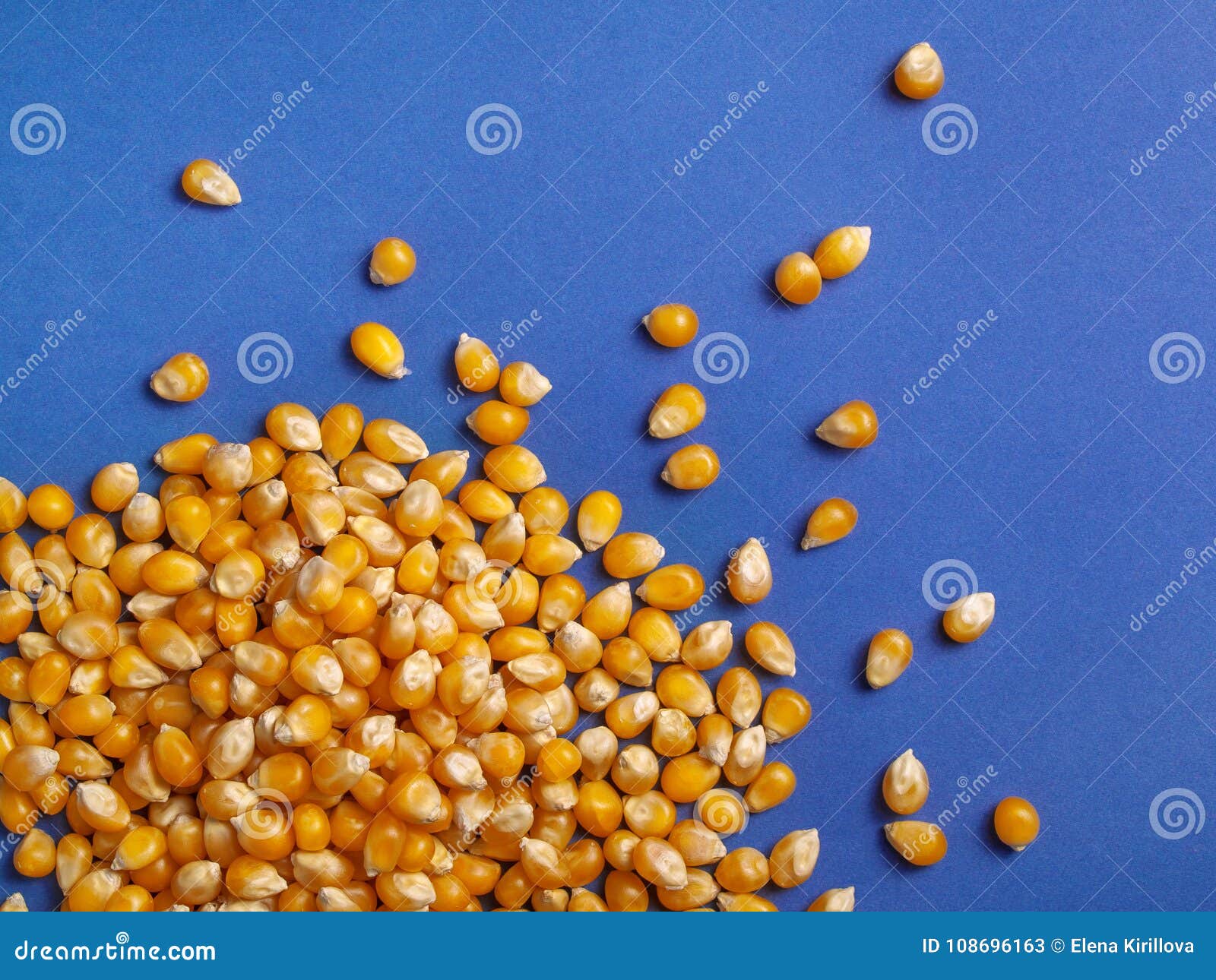 Texture Background of Corn Kernels on a Blue Background Stock Image ...