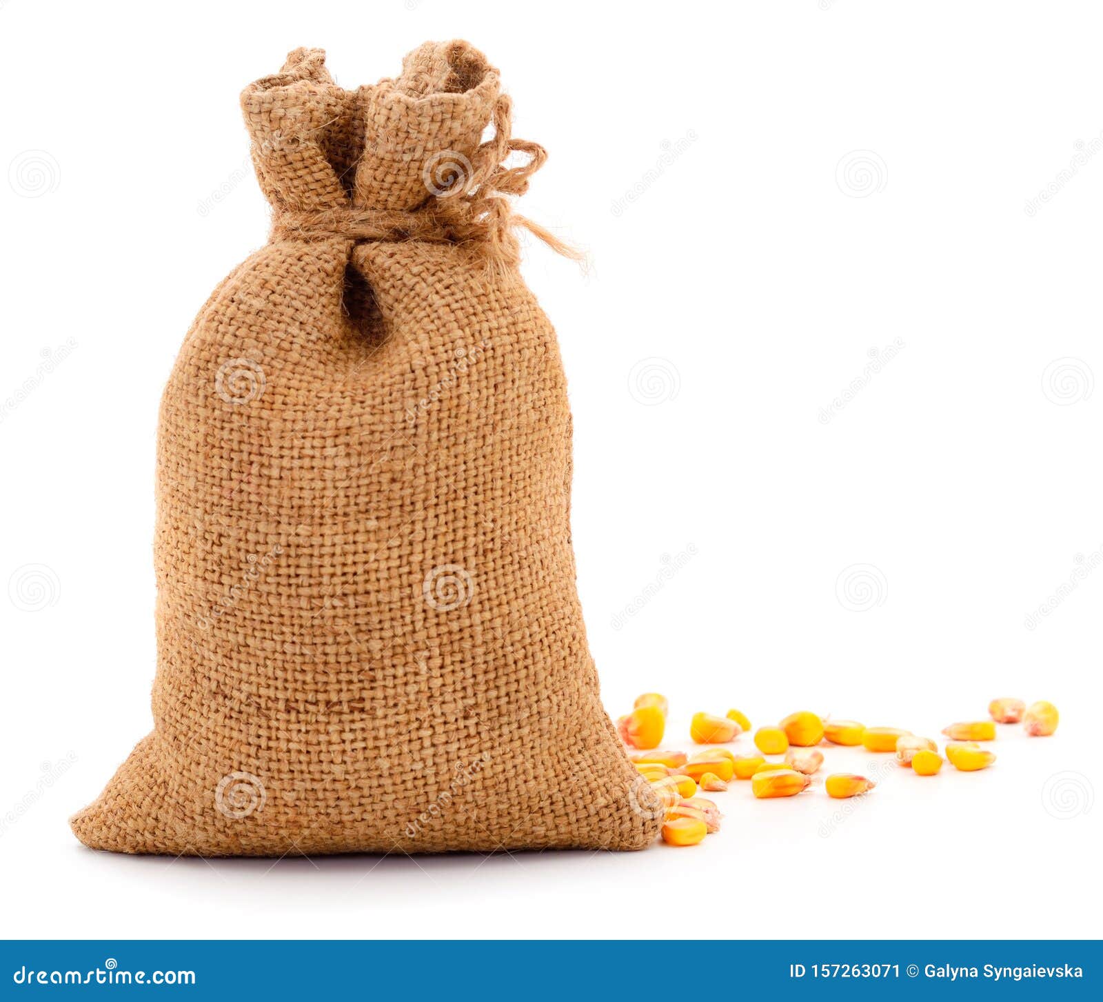 Corn grain in sack stock image. Image of healthy, protein - 157263071