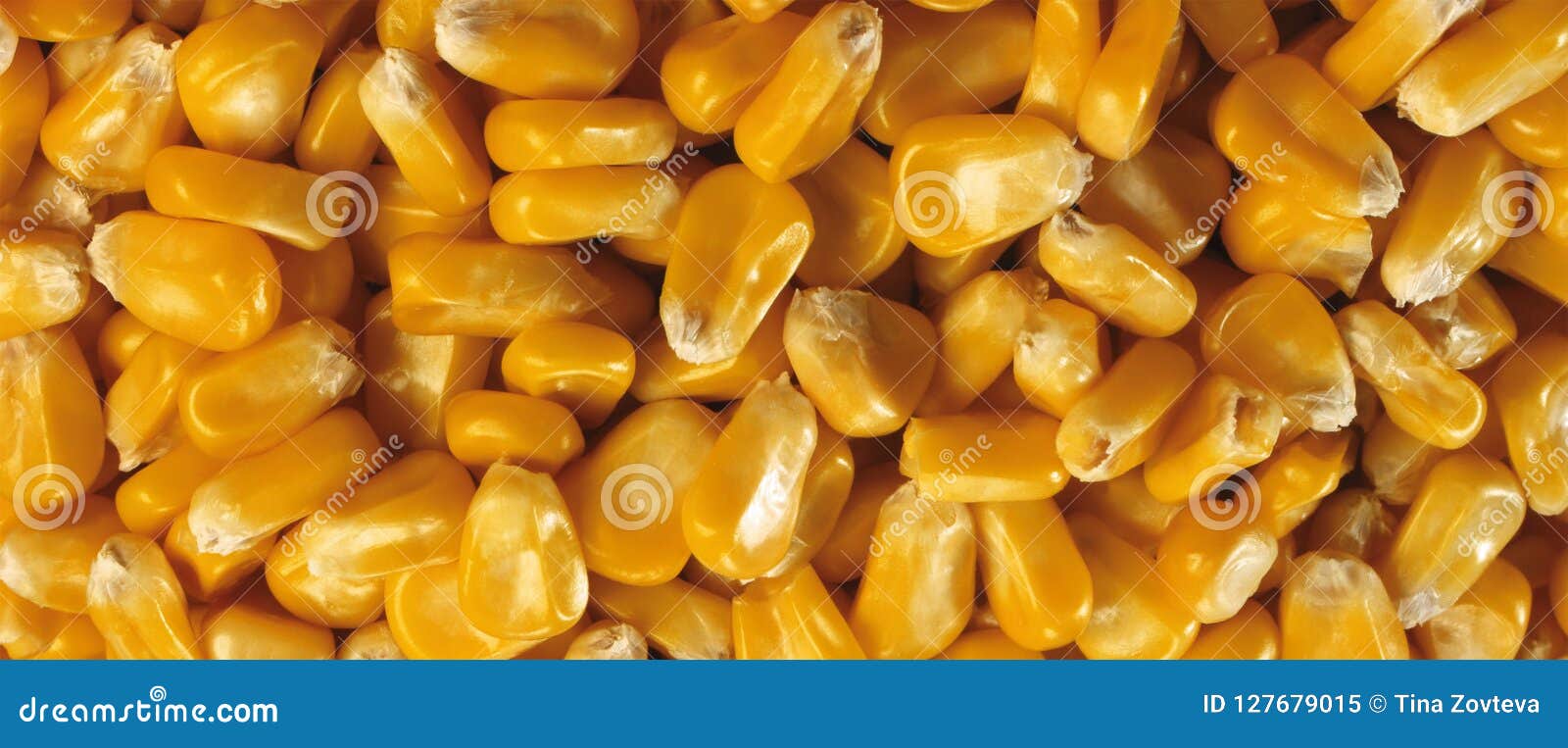 Corn grains stock image. Image of corn, agriculture - 127679015