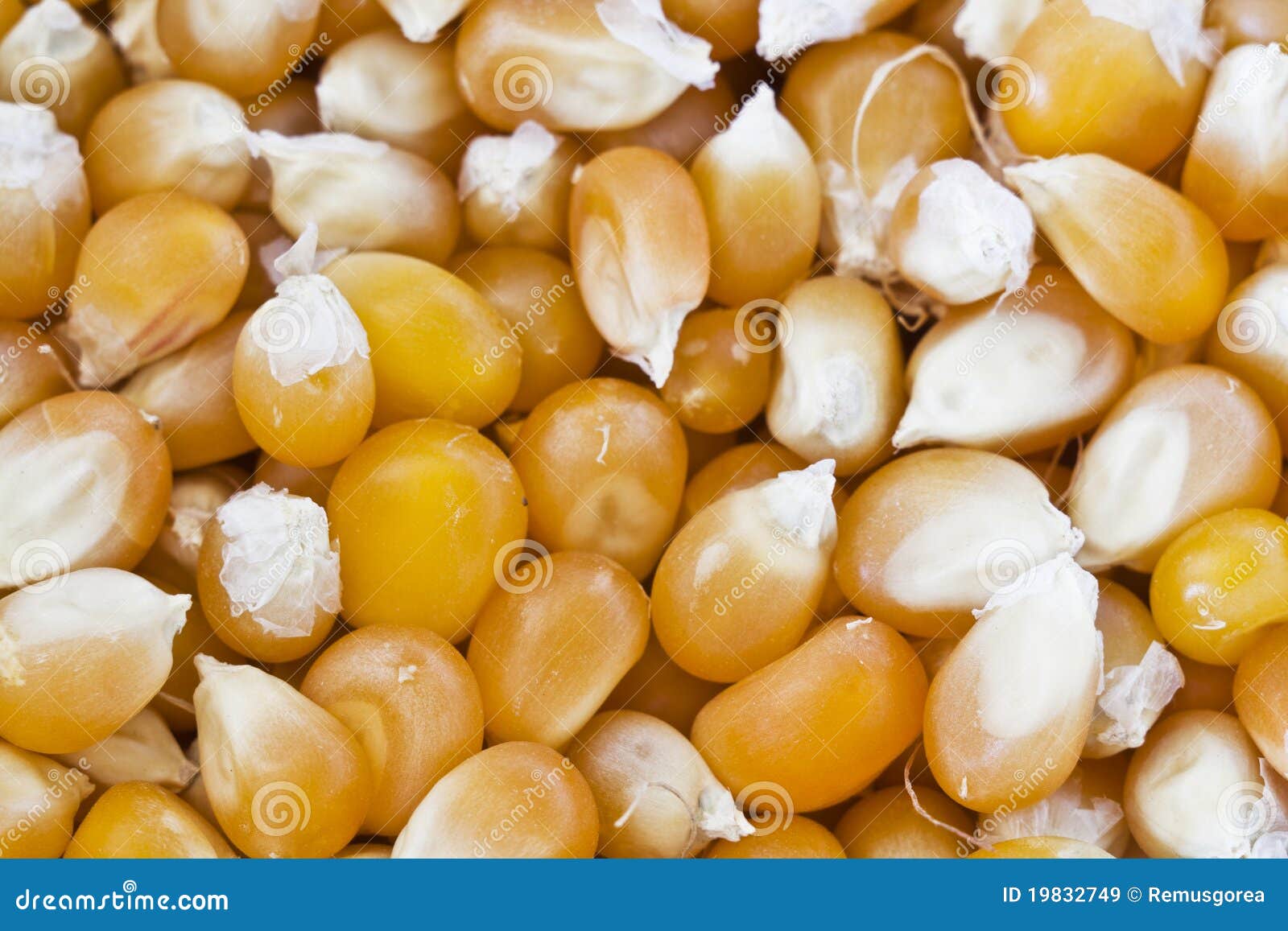 Corn Grains stock image. Image of close, crop, corn, snack - 19832749