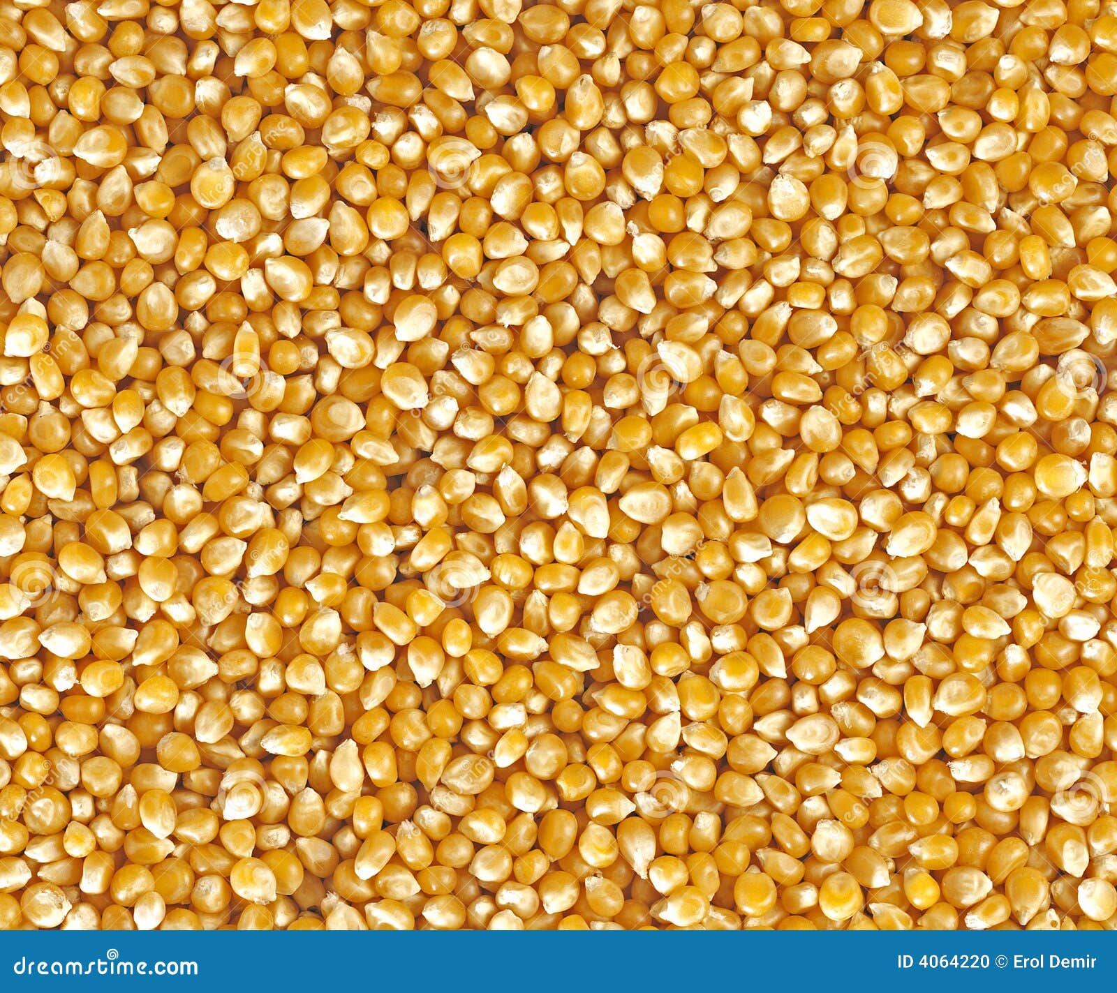 Maize Grains