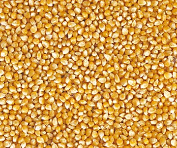 Corn grains stock photo. Image of agriculture, summer - 4064220