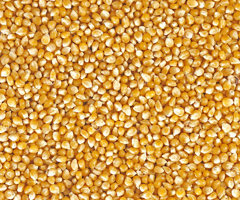 Corn grains stock photo. Image of agriculture, summer - 4064220