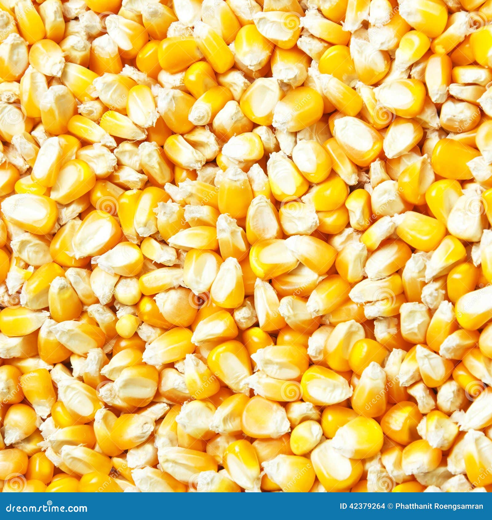 Corn grains as background stock photo. Image of natural - 42379264