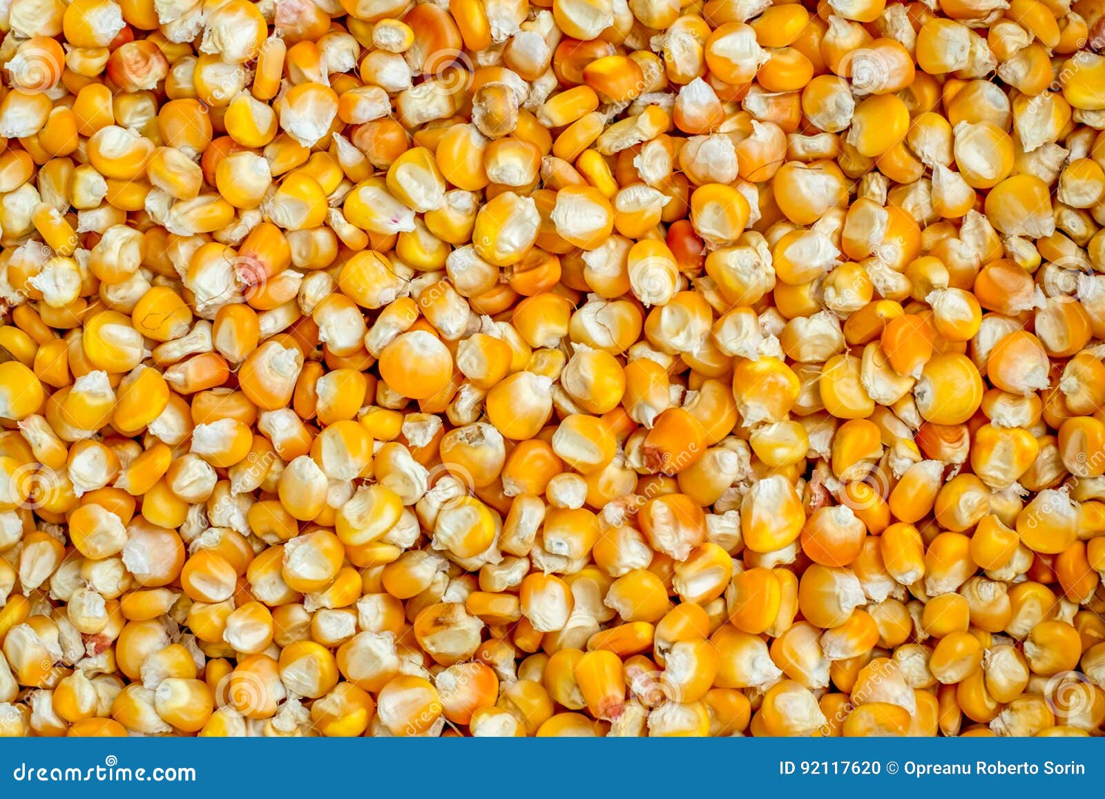 Corn grains stock photo. Image of golden, pattern, harvest - 92117620