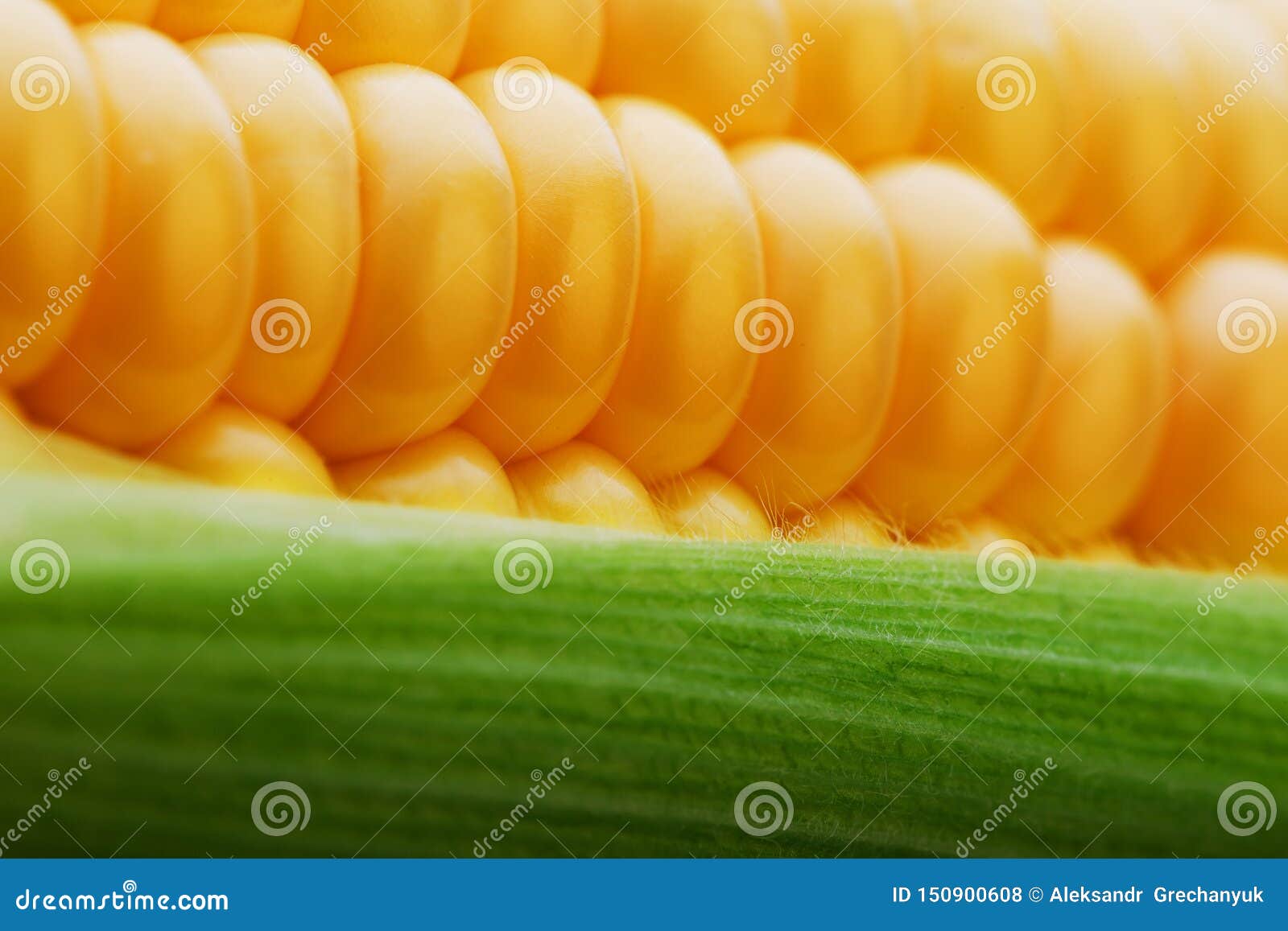 Corn Grains in Close-up Closeup, Rows of Fresh and Ripe Yellow Corn ...