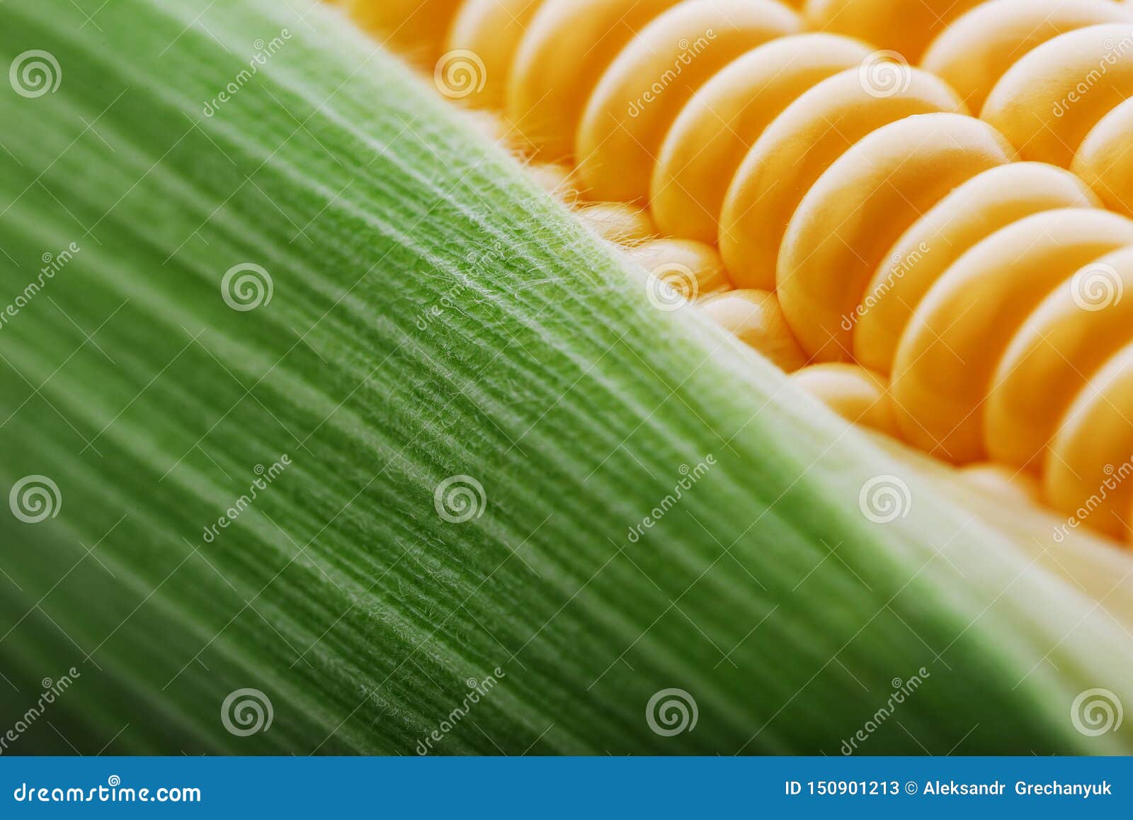 Corn Grains in Close-up Closeup, Rows of Fresh and Ripe Yellow Corn ...