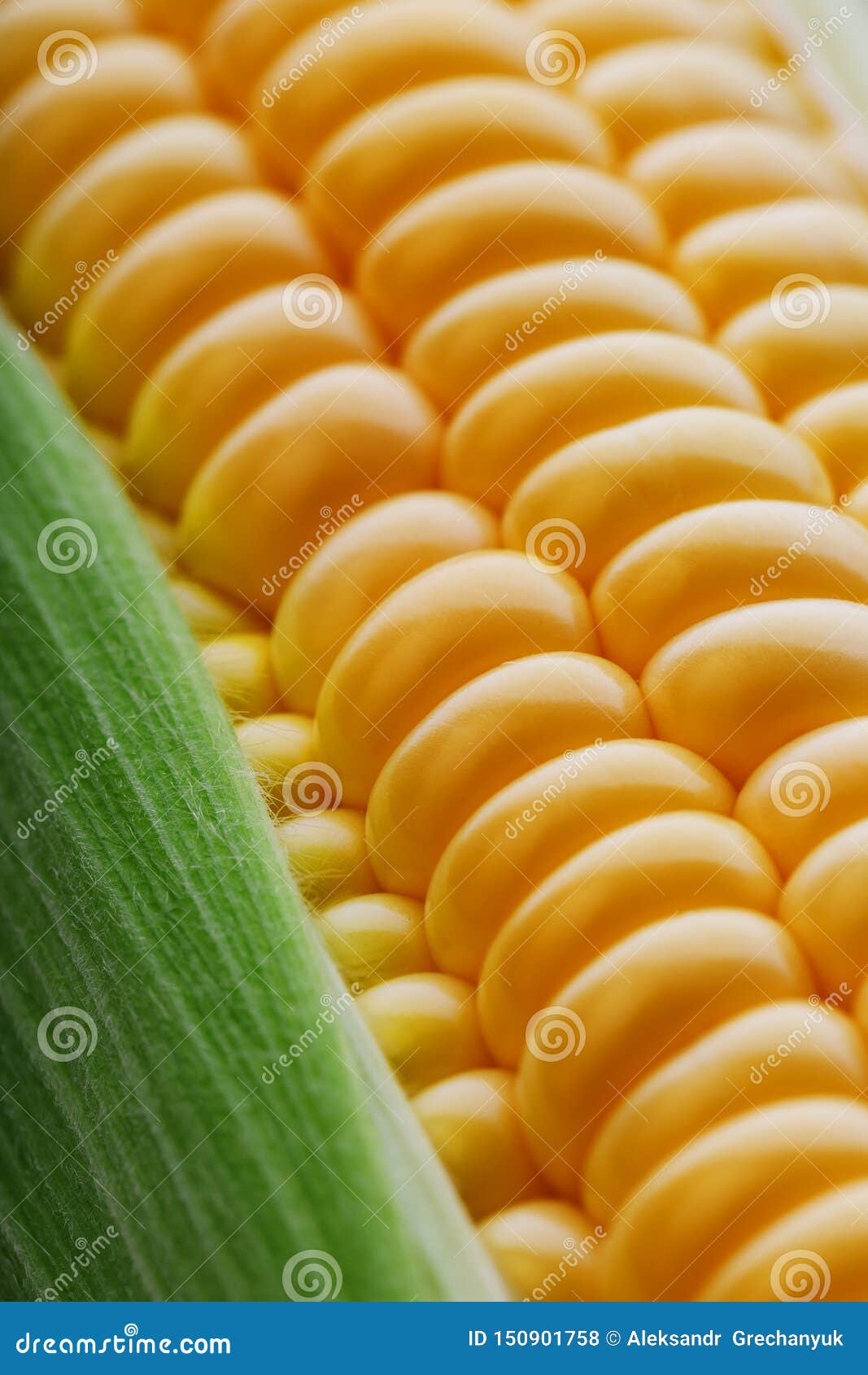 Corn Grains in Close-up Closeup, Rows of Fresh and Ripe Yellow Corn ...