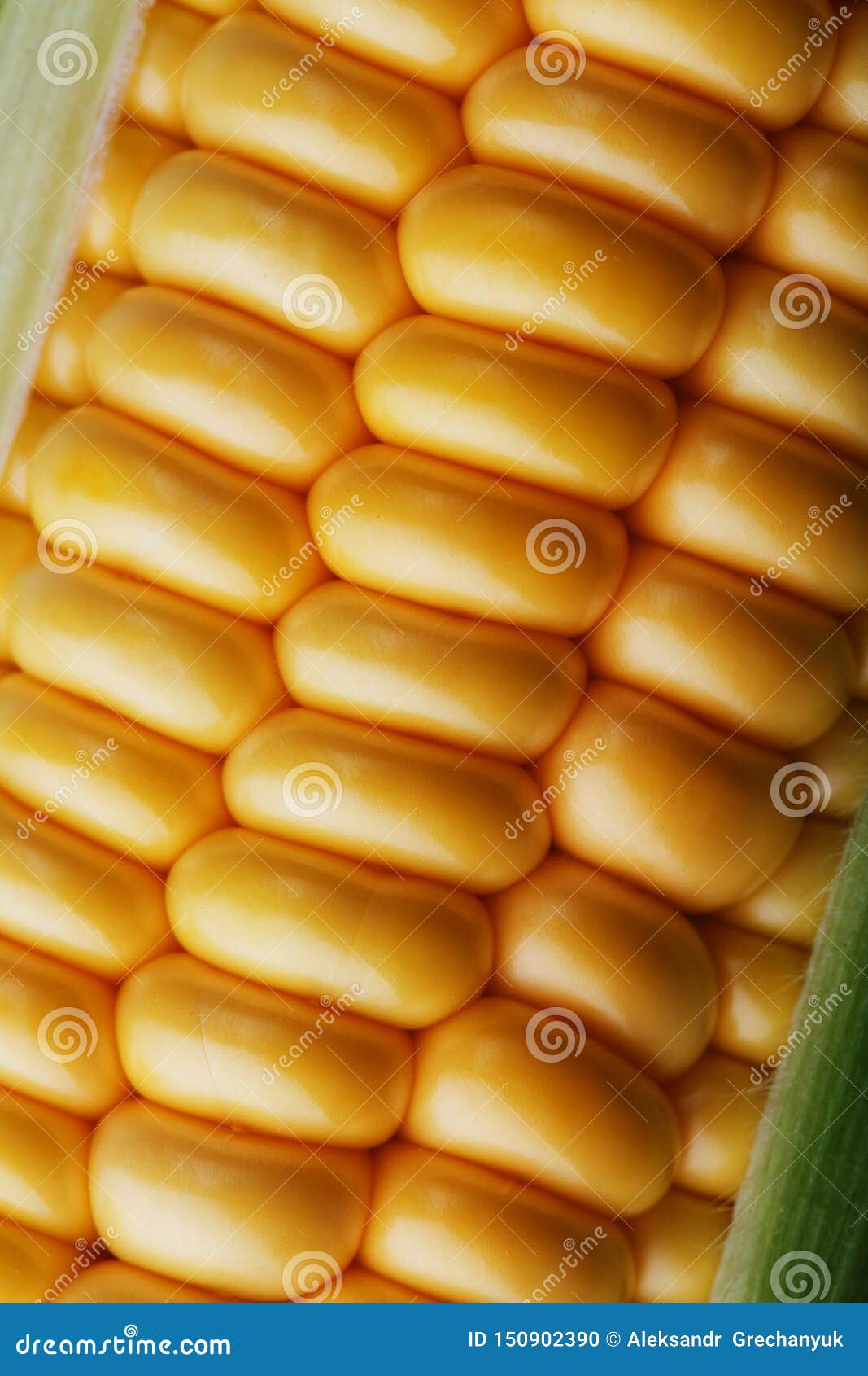 Corn Grains in Close-up Closeup, Rows of Fresh and Ripe Yellow Corn ...