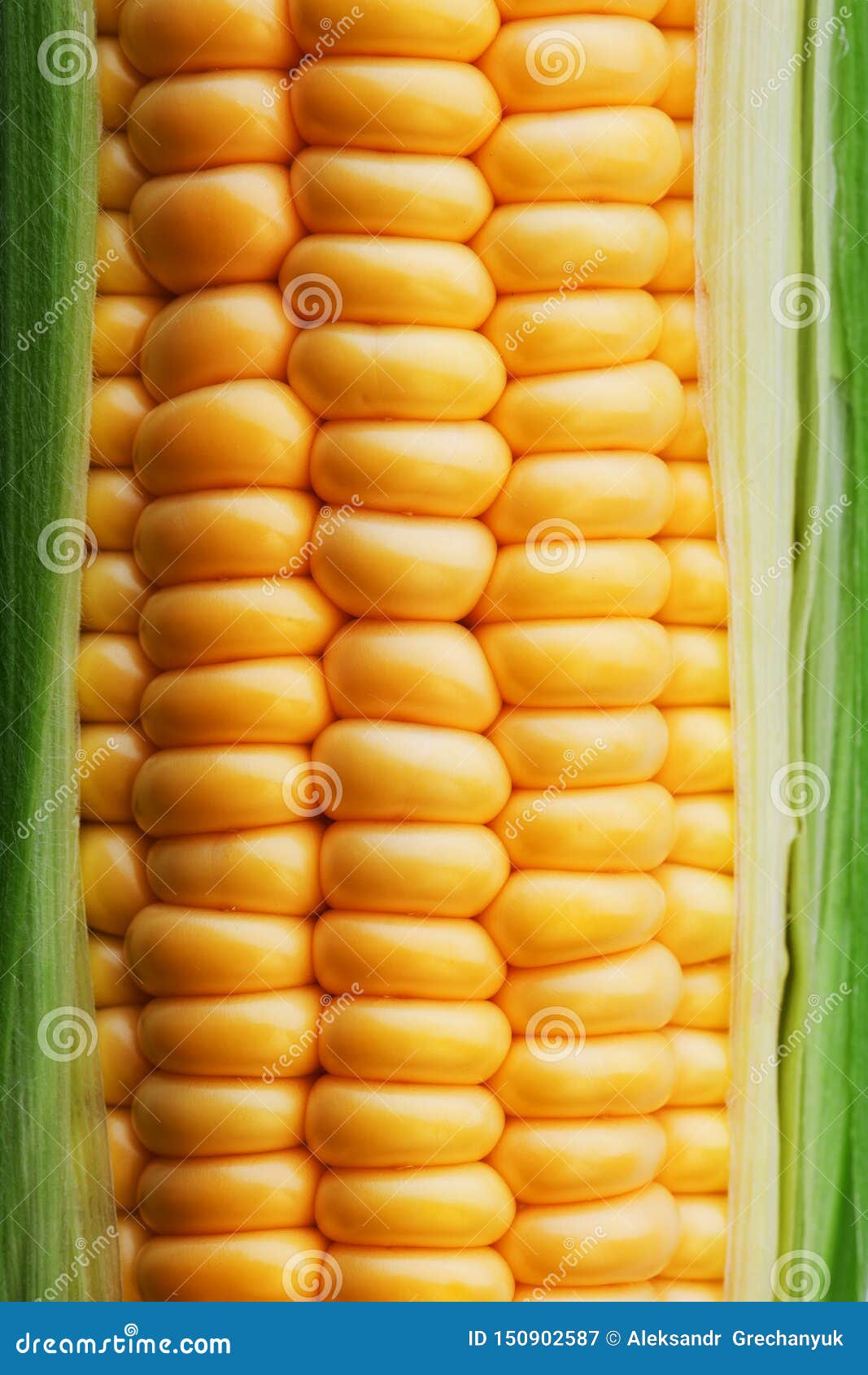 Corn Grains in Close-up Closeup, Rows of Fresh and Ripe Yellow Corn ...