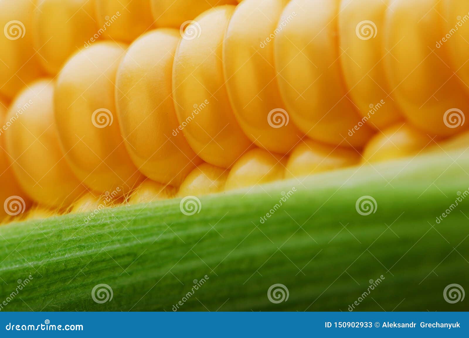 Corn Grains in Close-up Closeup, Rows of Fresh and Ripe Yellow Corn ...