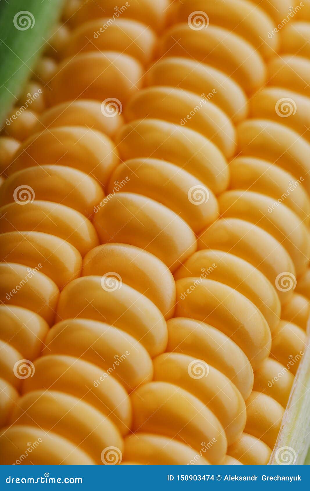 Corn Grains in Close-up Closeup, Rows of Fresh and Ripe Yellow Corn ...