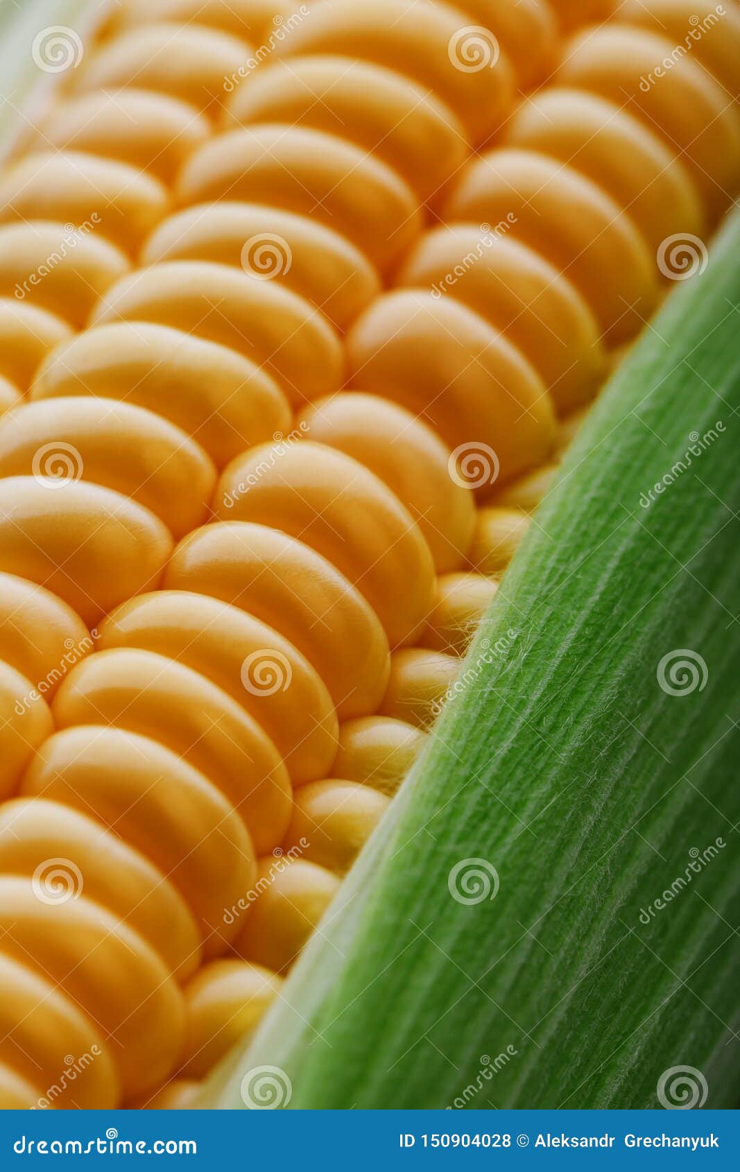 Corn Grains in Close-up Closeup, Rows of Fresh and Ripe Yellow Corn ...