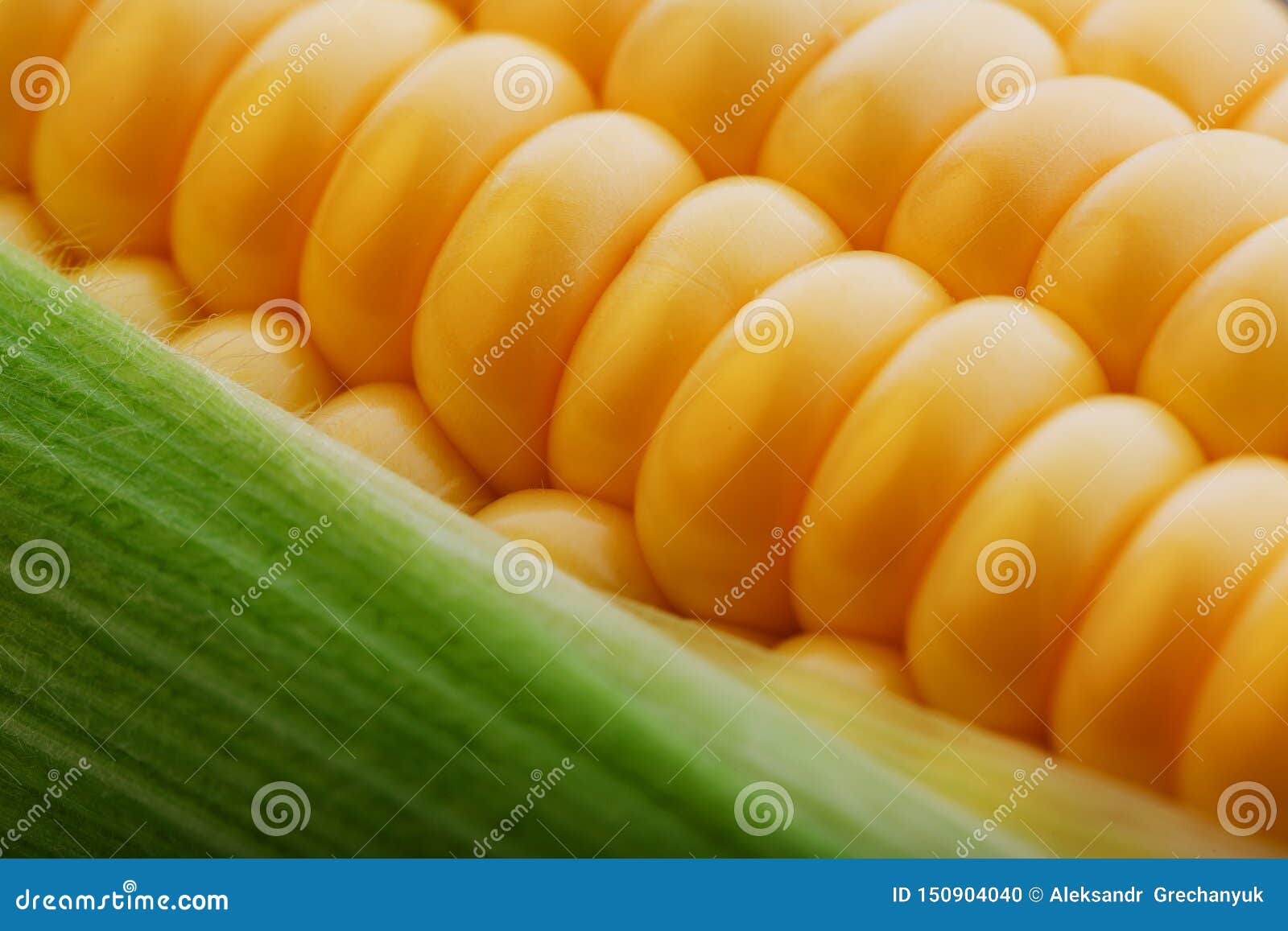 Corn Grains in Close-up Closeup, Rows of Fresh and Ripe Yellow Corn ...
