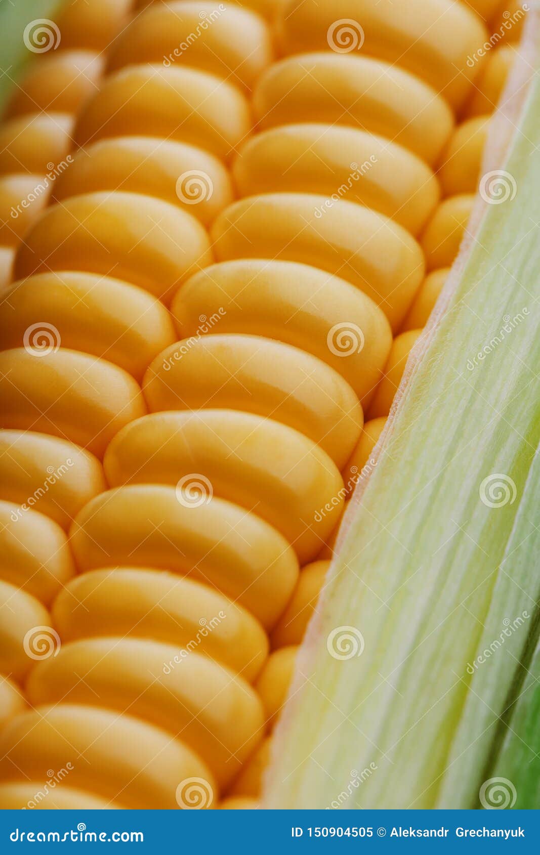 Corn Grains in Close-up Closeup, Rows of Fresh and Ripe Yellow Corn ...