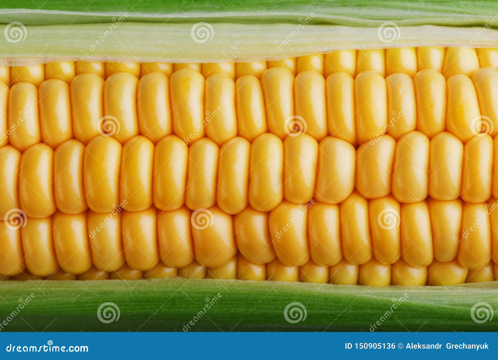 Corn Grains in Close-up Closeup, Rows of Fresh and Ripe Yellow Corn ...