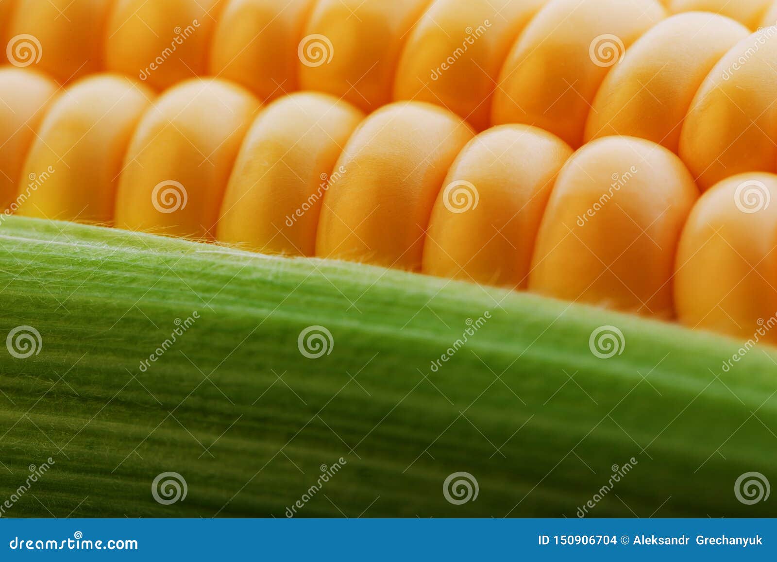 Corn Grains in Close-up Closeup, Rows of Fresh and Ripe Yellow Corn ...