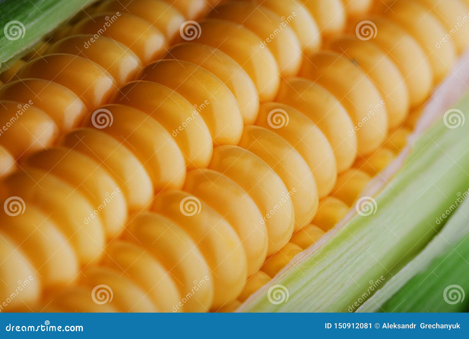 Corn Grains in Close-up Closeup, Rows of Fresh and Ripe Yellow Corn ...