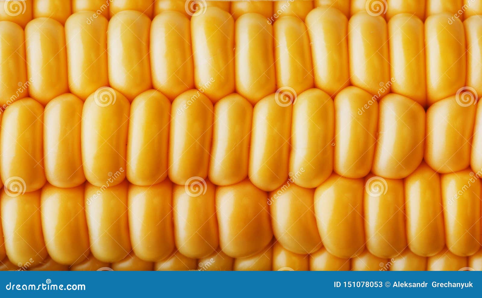 Corn Grains in Close-up Closeup, Rows of Fresh and Ripe Yellow Corn ...