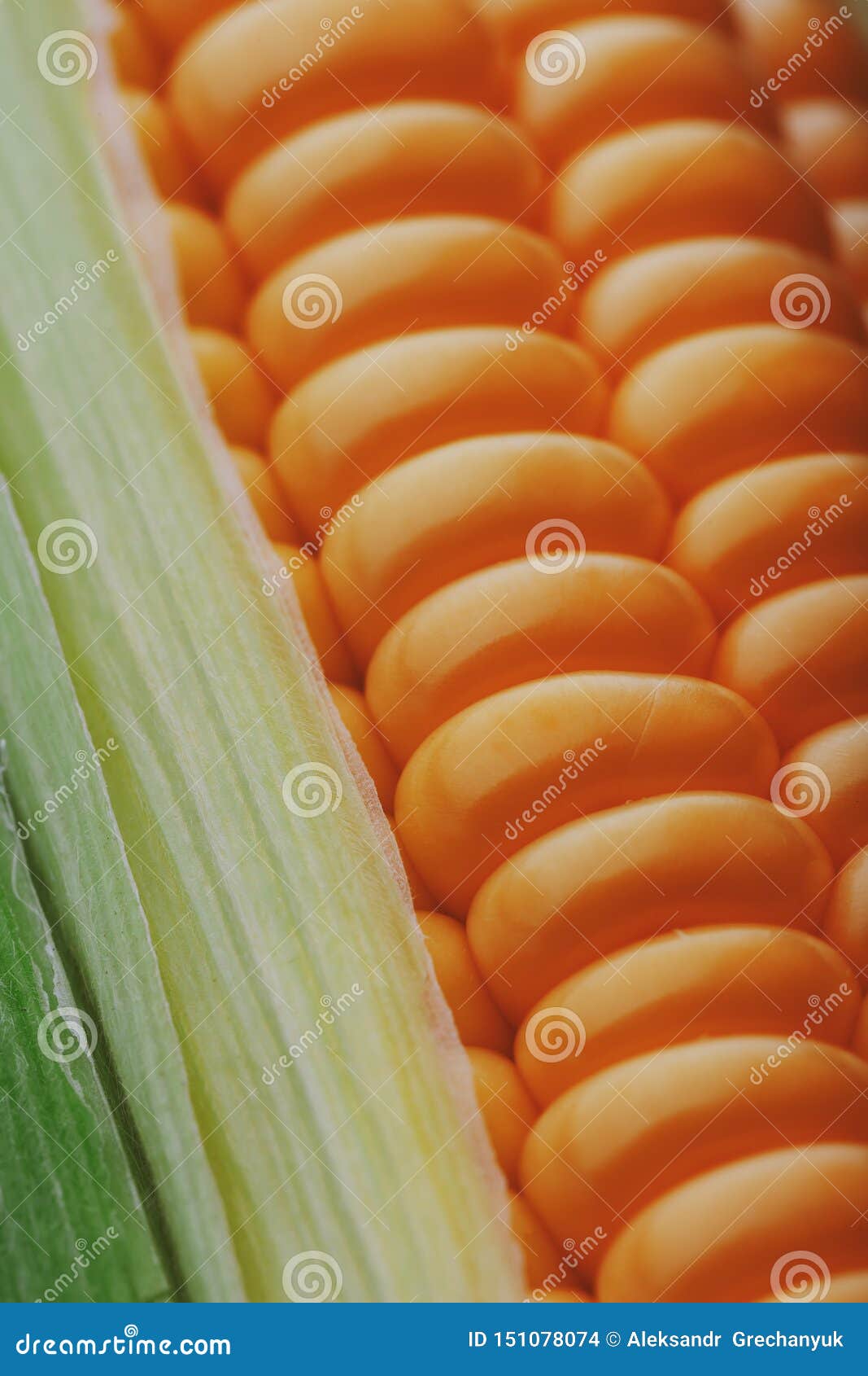 Corn Grains in Close-up Closeup, Rows of Fresh and Ripe Yellow Corn ...