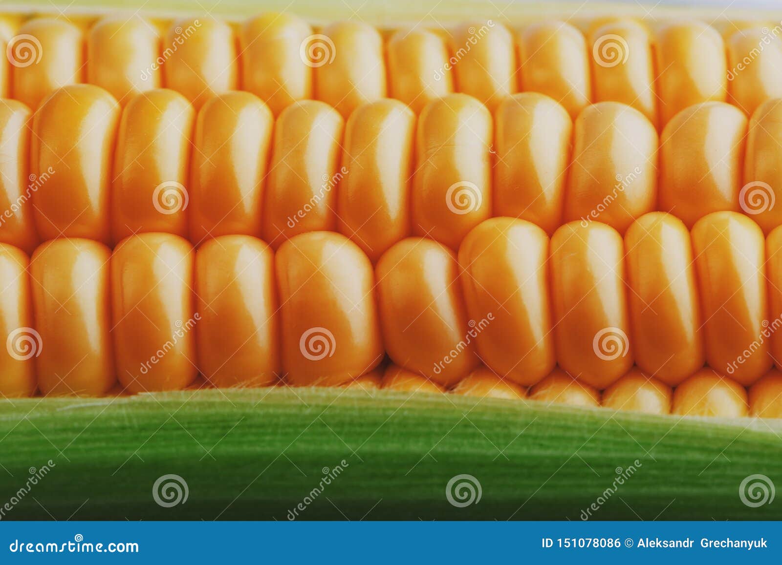 Corn Grains in Close-up Closeup, Rows of Fresh and Ripe Yellow Corn ...