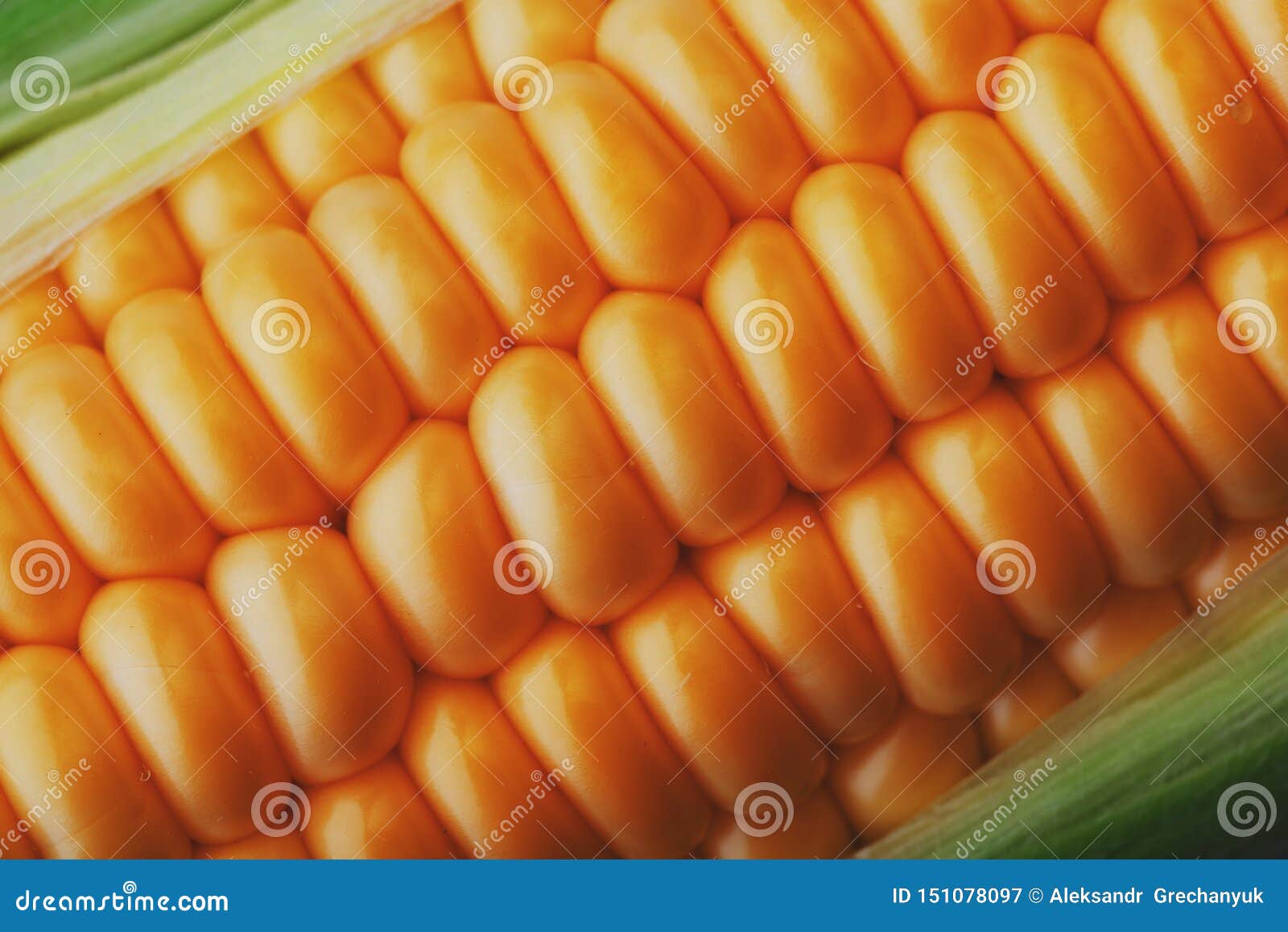 Corn Grains in Close-up Closeup, Rows of Fresh and Ripe Yellow Corn ...