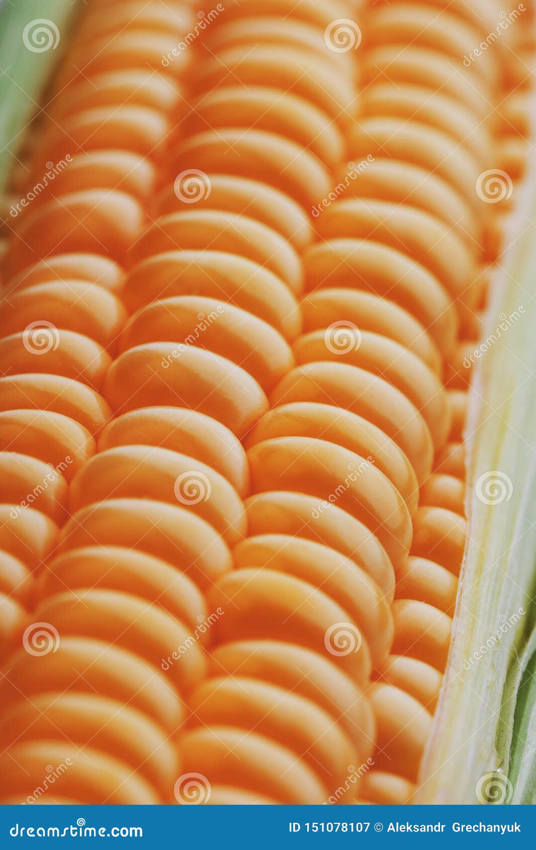Corn Grains in Close-up Closeup, Rows of Fresh and Ripe Yellow Corn ...