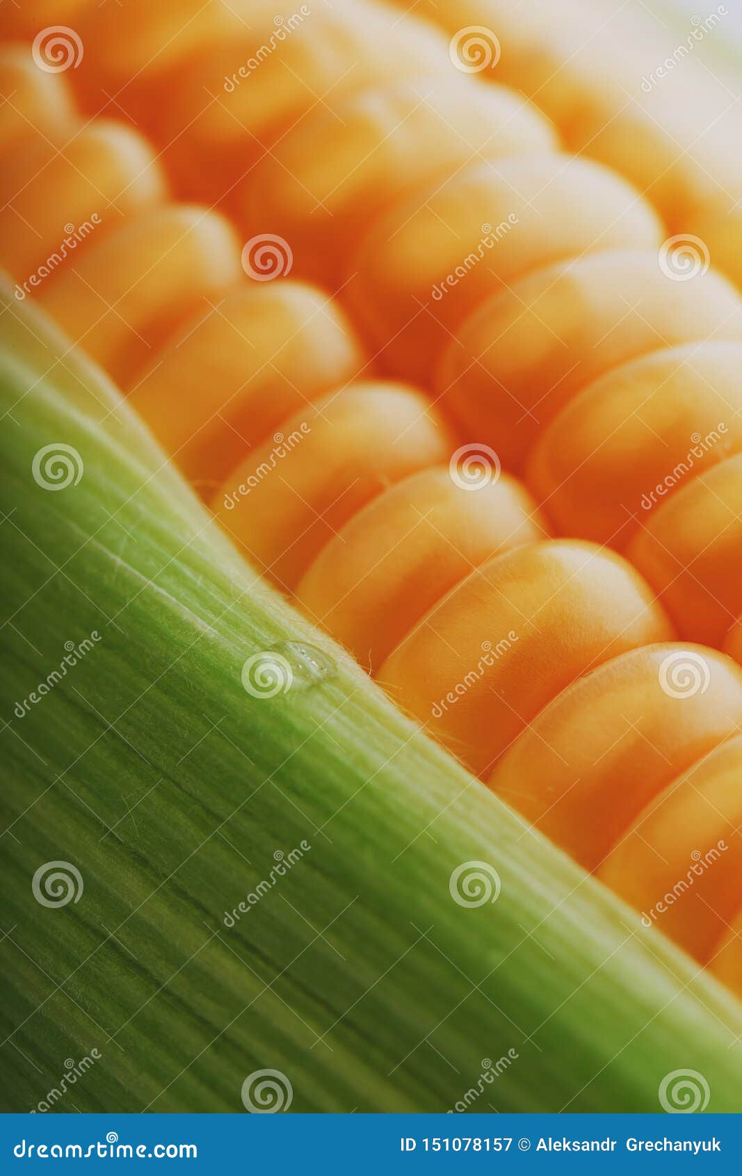 Corn Grains in Close-up Closeup, Rows of Fresh and Ripe Yellow Corn ...