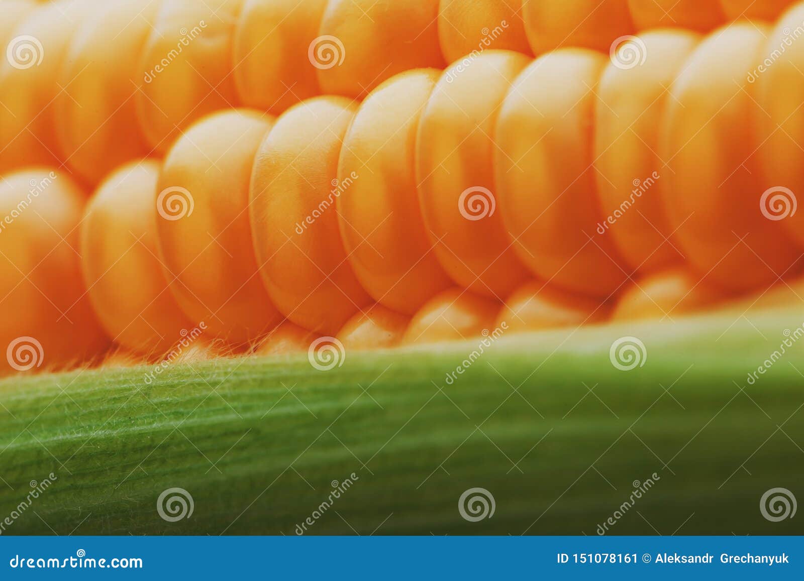Corn Grains in Close-up Closeup, Rows of Fresh and Ripe Yellow Corn ...