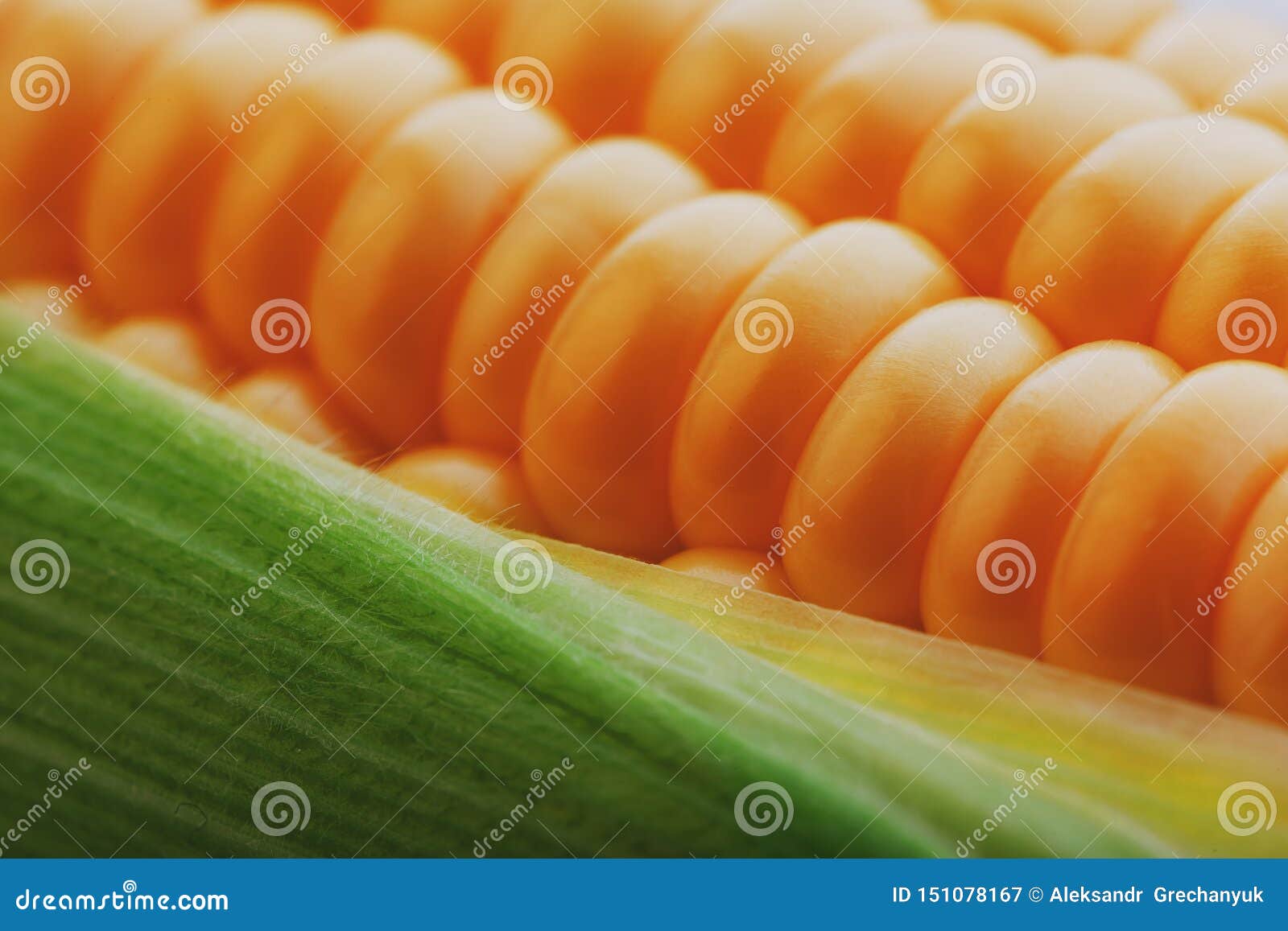 Corn Grains in Close-up Closeup, Rows of Fresh and Ripe Yellow Corn ...