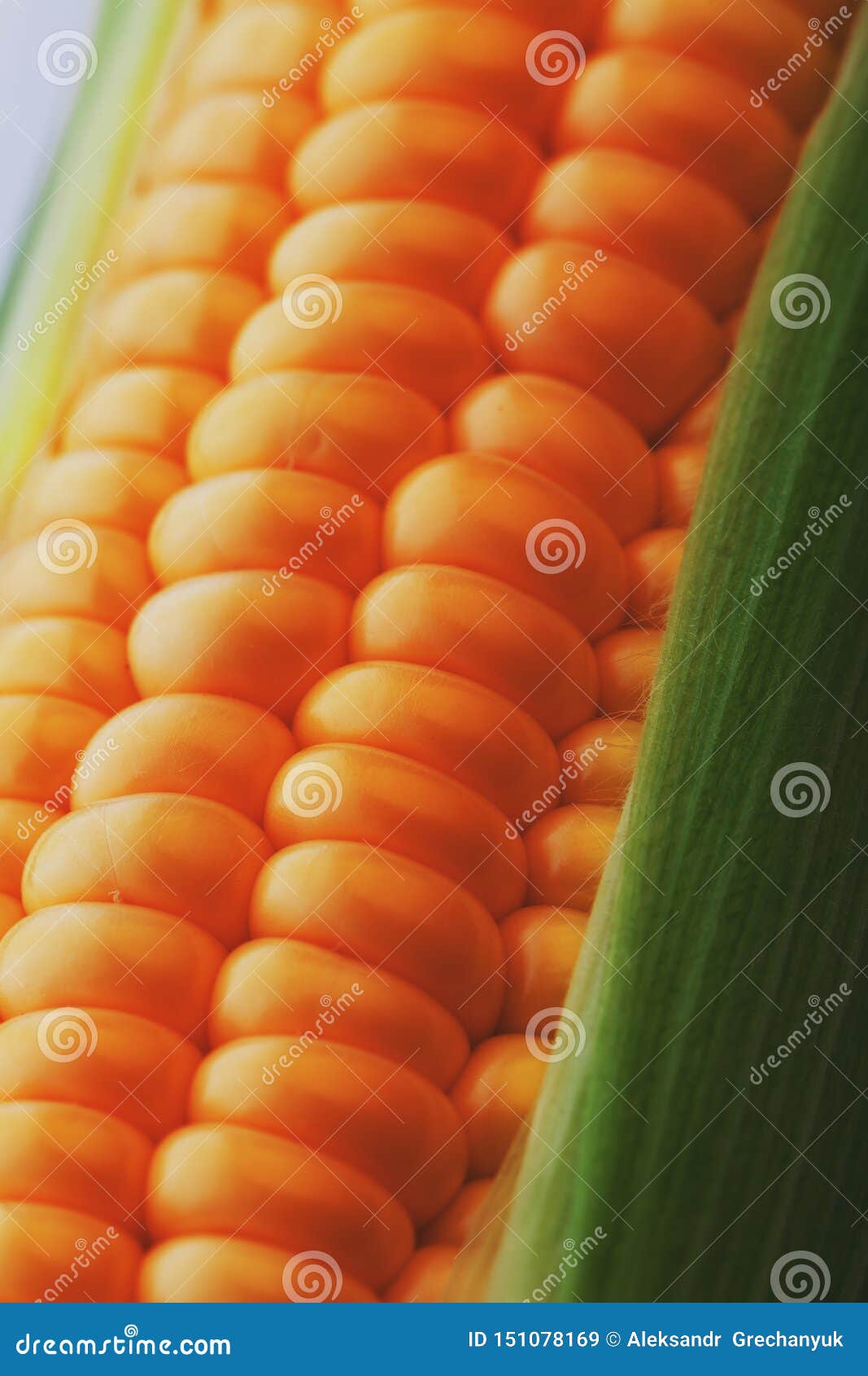Corn Grains in Close-up Closeup, Rows of Fresh and Ripe Yellow Corn ...