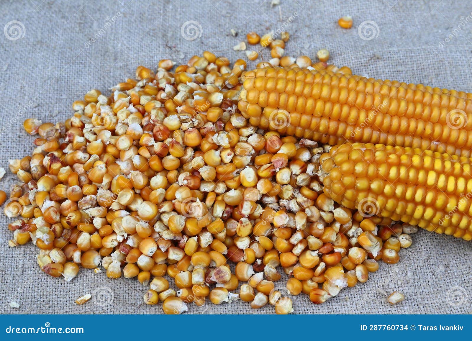 Corn Grains and Cobs. Corn Grains Background. Popcorn Kernels. Macro ...