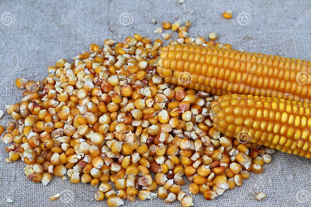 Corn Grains and Cobs. Corn Grains Background. Popcorn Kernels. Macro ...