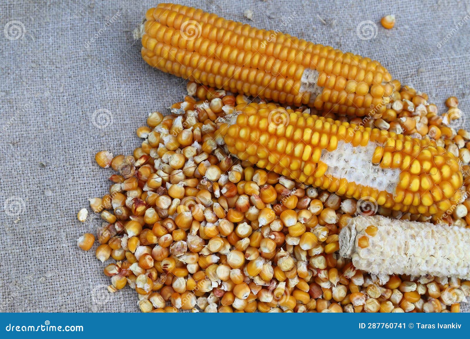 Corn Grains and Cobs. Corn Grains Background. Popcorn Kernels. Macro ...