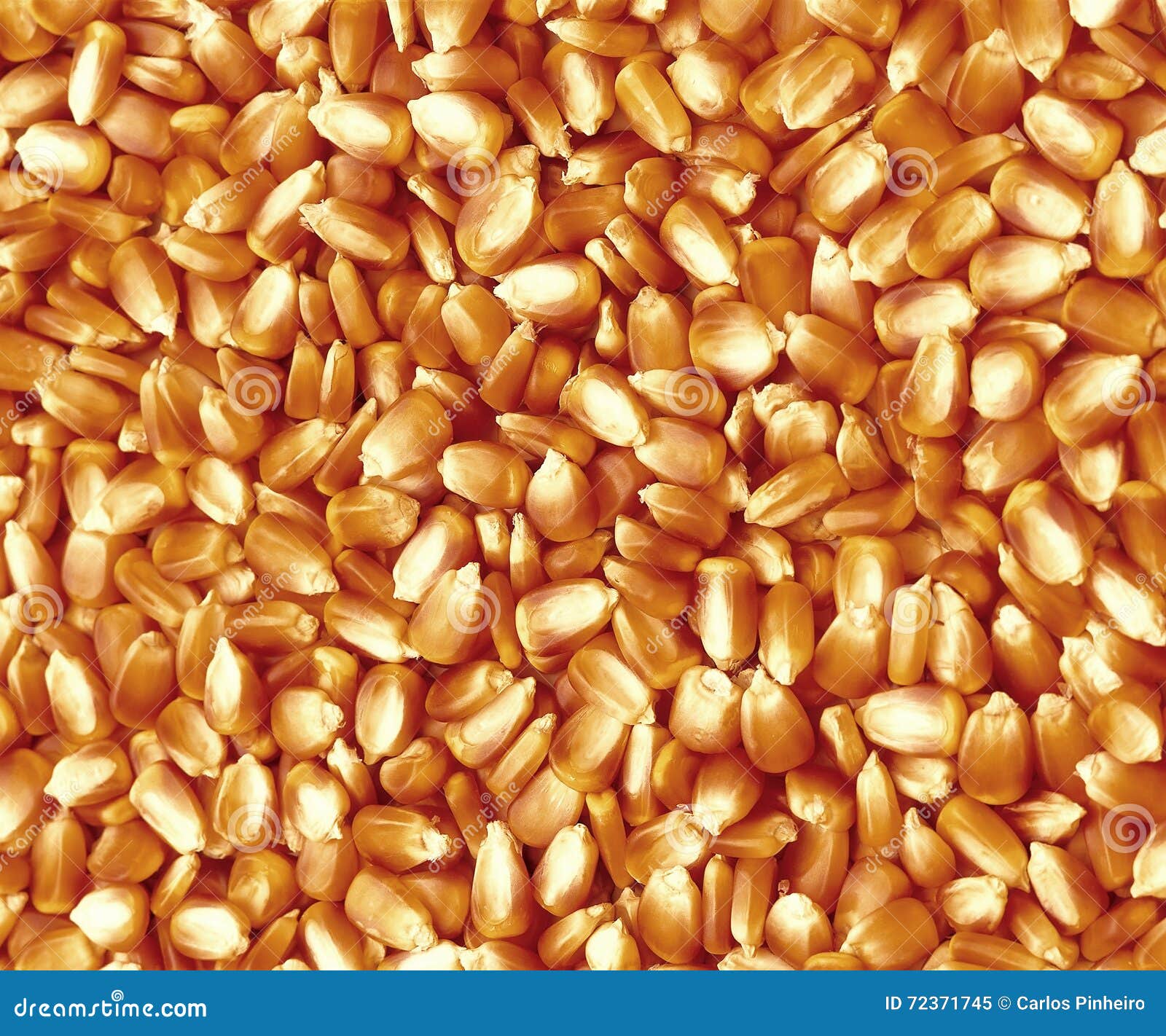 Corn grains stock image. Image of agriculture, commodities - 72371745