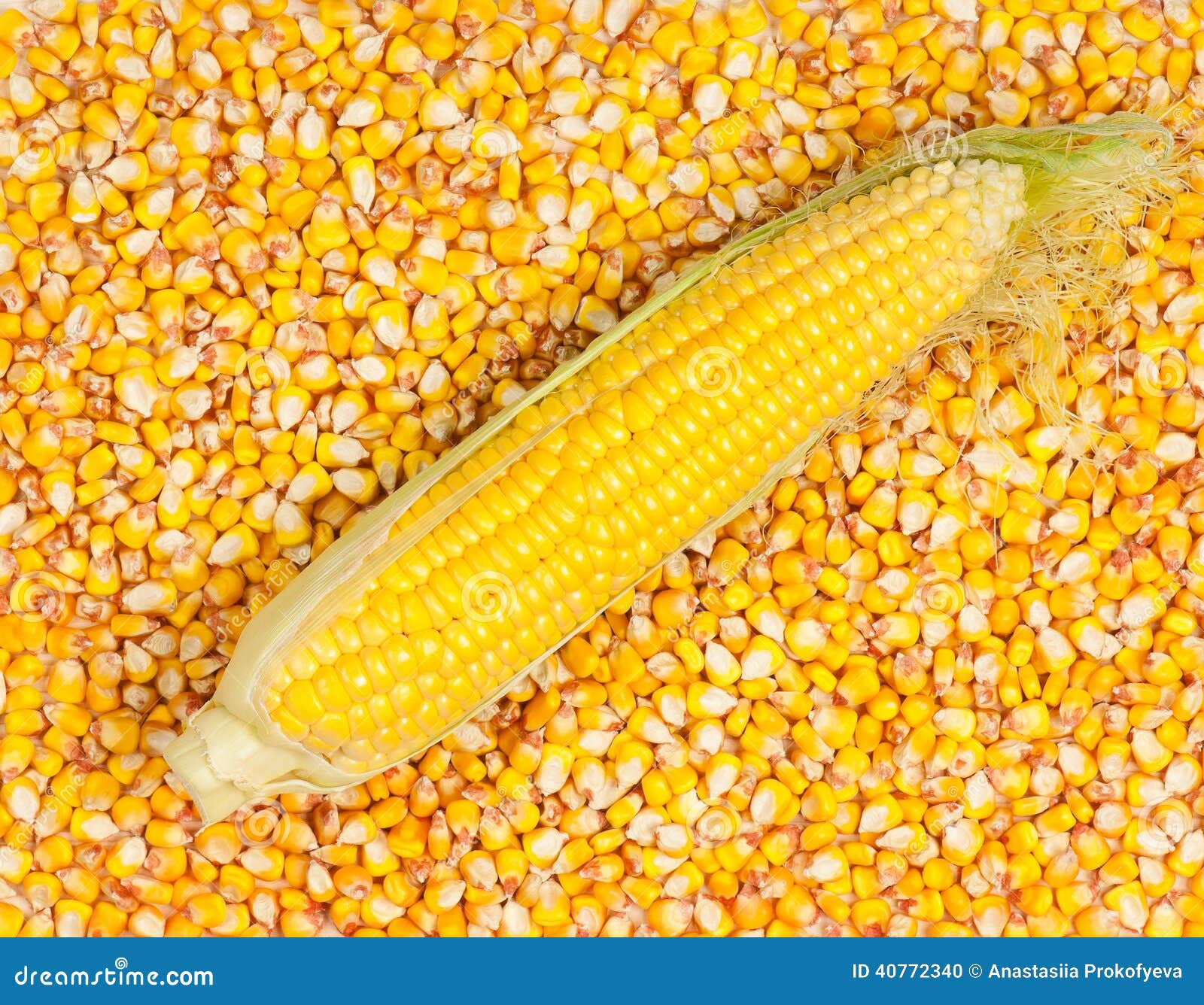 Corn grains stock photo. Image of close, ingredient, organic - 40772340