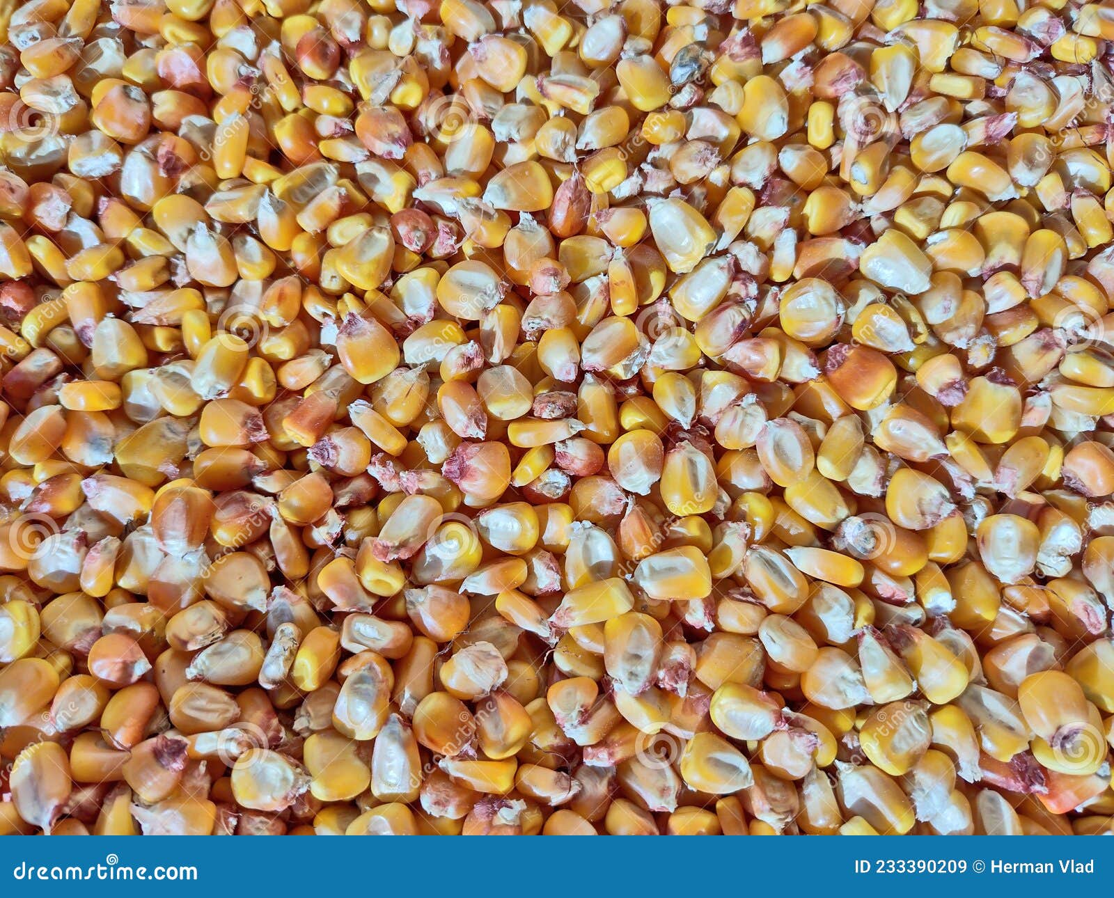 Corn Grains at Farm - Close Up Stock Image - Image of farming, corn ...