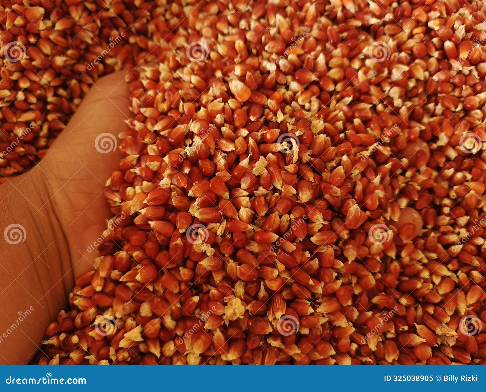 Feed Corn that Has Been Harvested and Ground Stock Image - Image of ...
