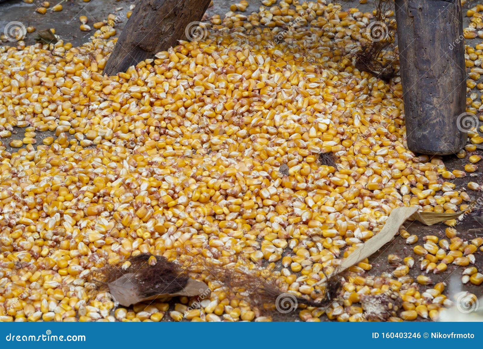 Corn Grains on the Floor Details Stock Photo - Image of handful, grain ...