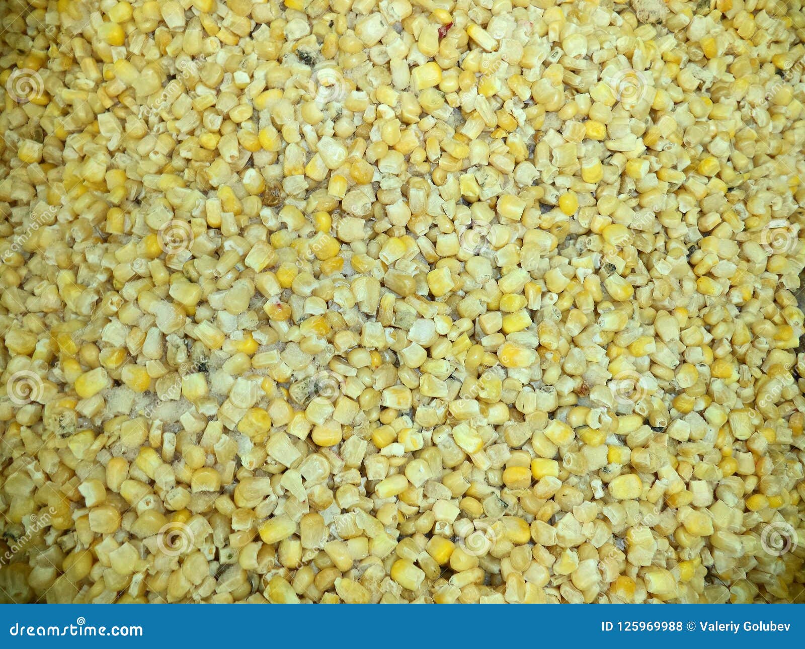 Corn grains in freezing stock photo. Image of groats - 125969988