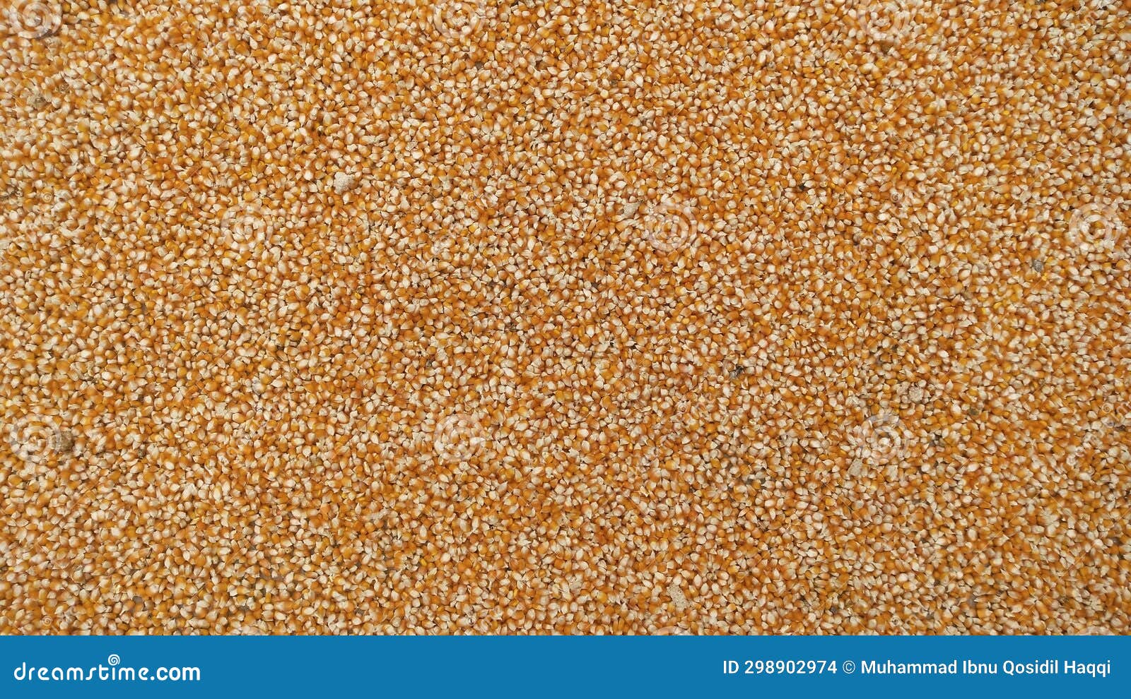Separated Corn - Maize Parts Stock Image | CartoonDealer.com #160312087