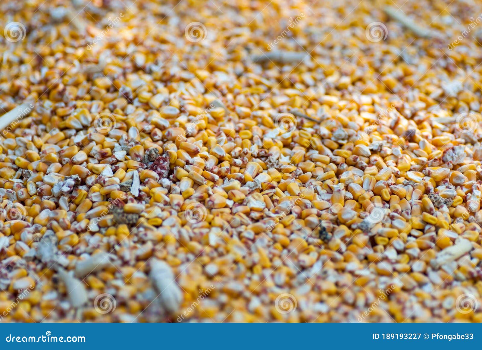 Corn Grains Heap Freshly Harvested Stock Image - Image of macro, crop ...