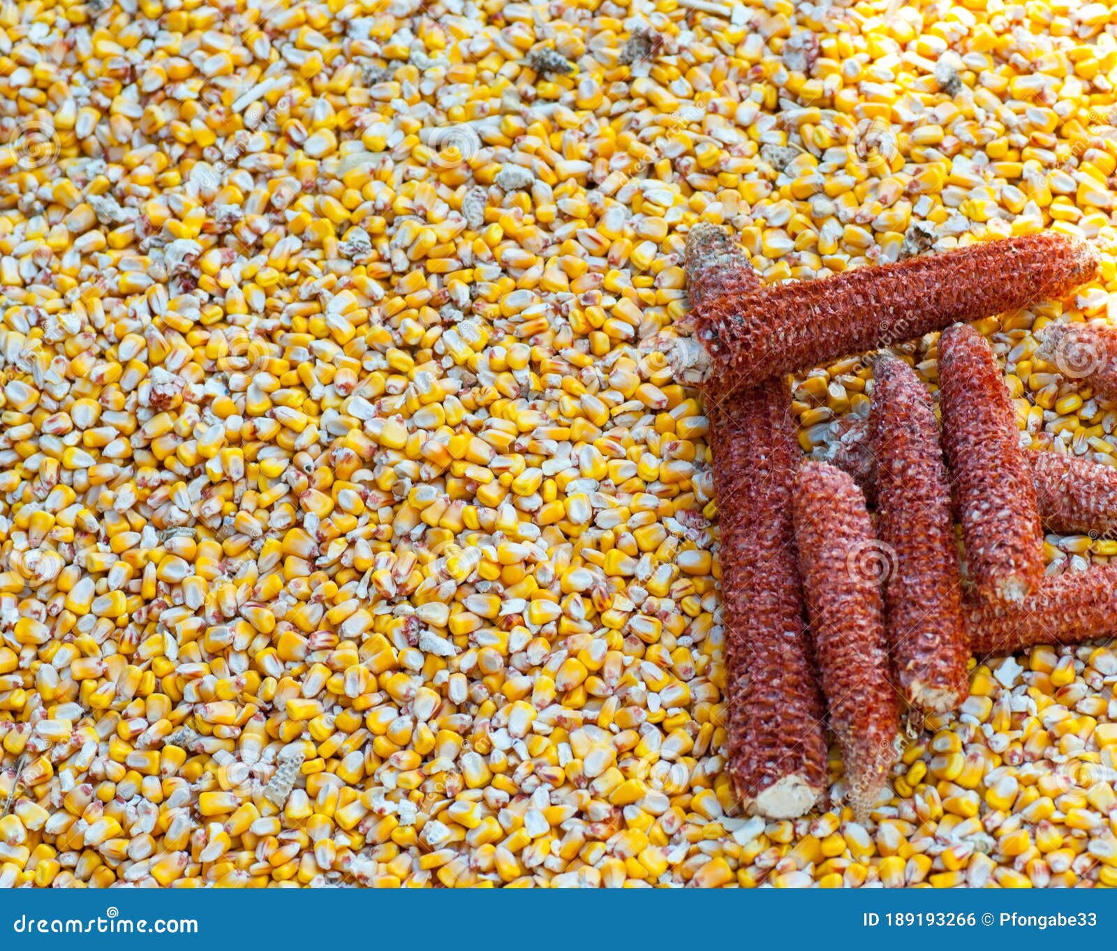 Corn Grains Heap Freshly Harvested Stock Photo - Image of farm, maize ...