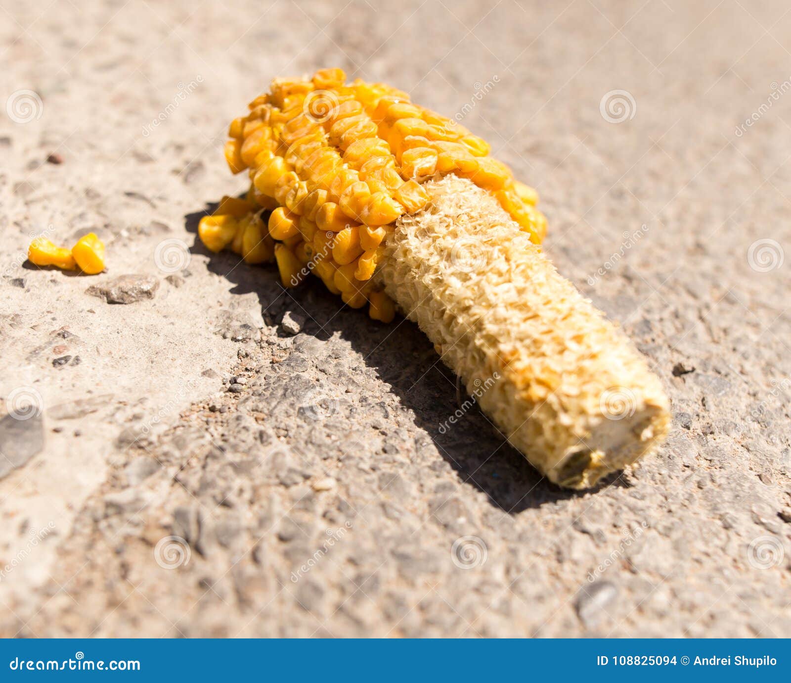 Corn with Grains Lies on the Ground Stock Photo - Image of green, plant ...