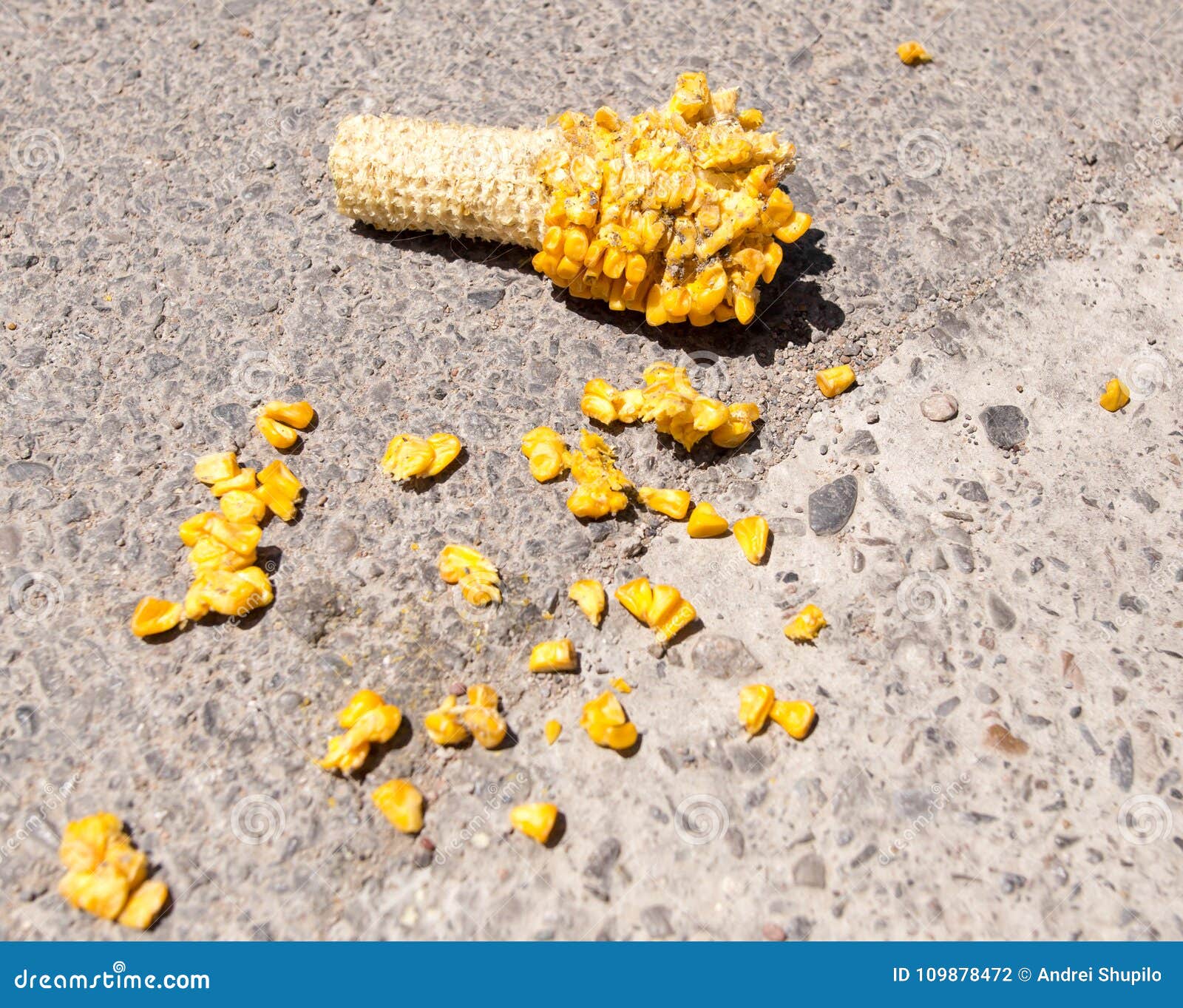 Corn with Grains Lies on the Ground Stock Photo - Image of ripe ...